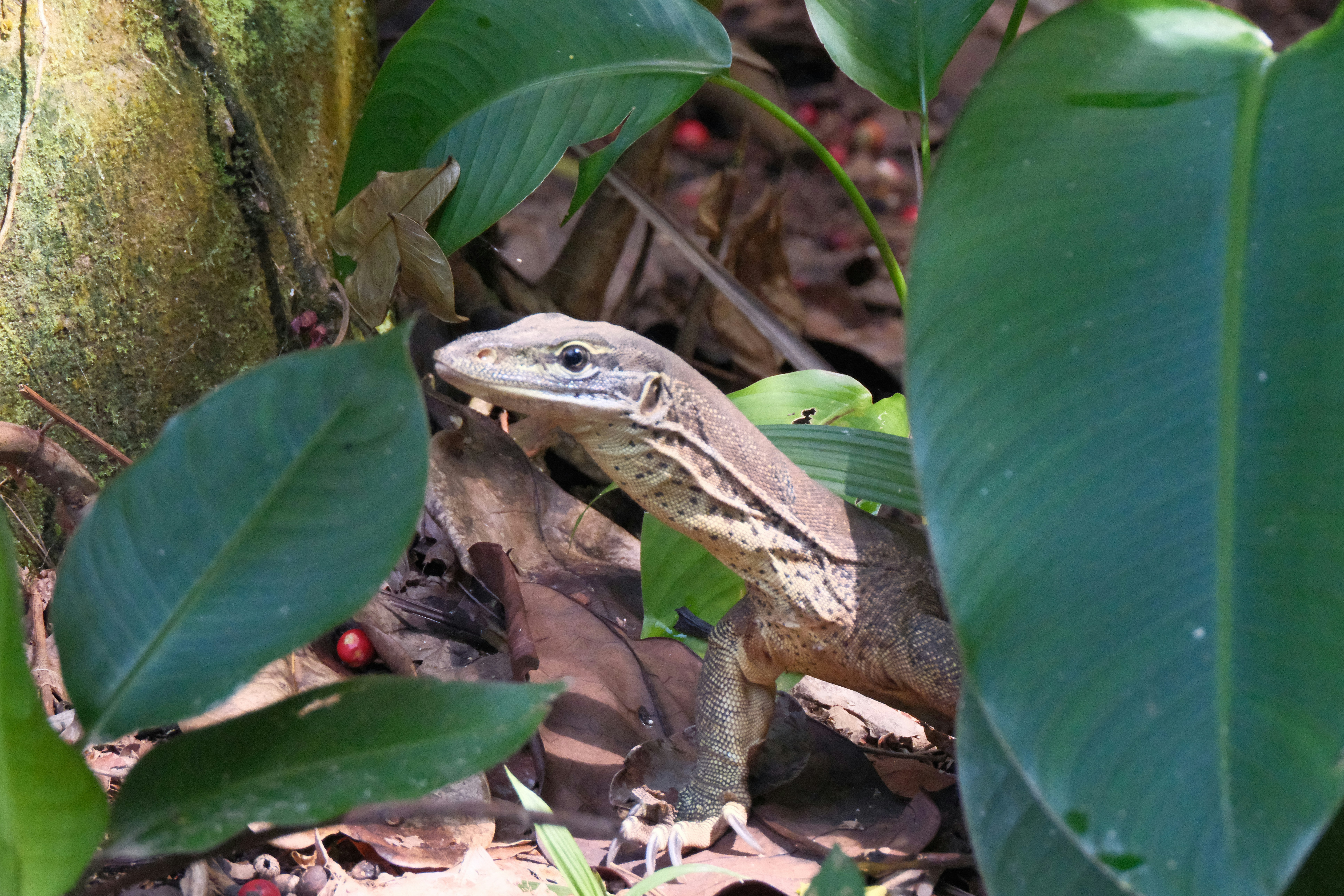Hidden Sentinel: A Lizard Peeks Through Leaves