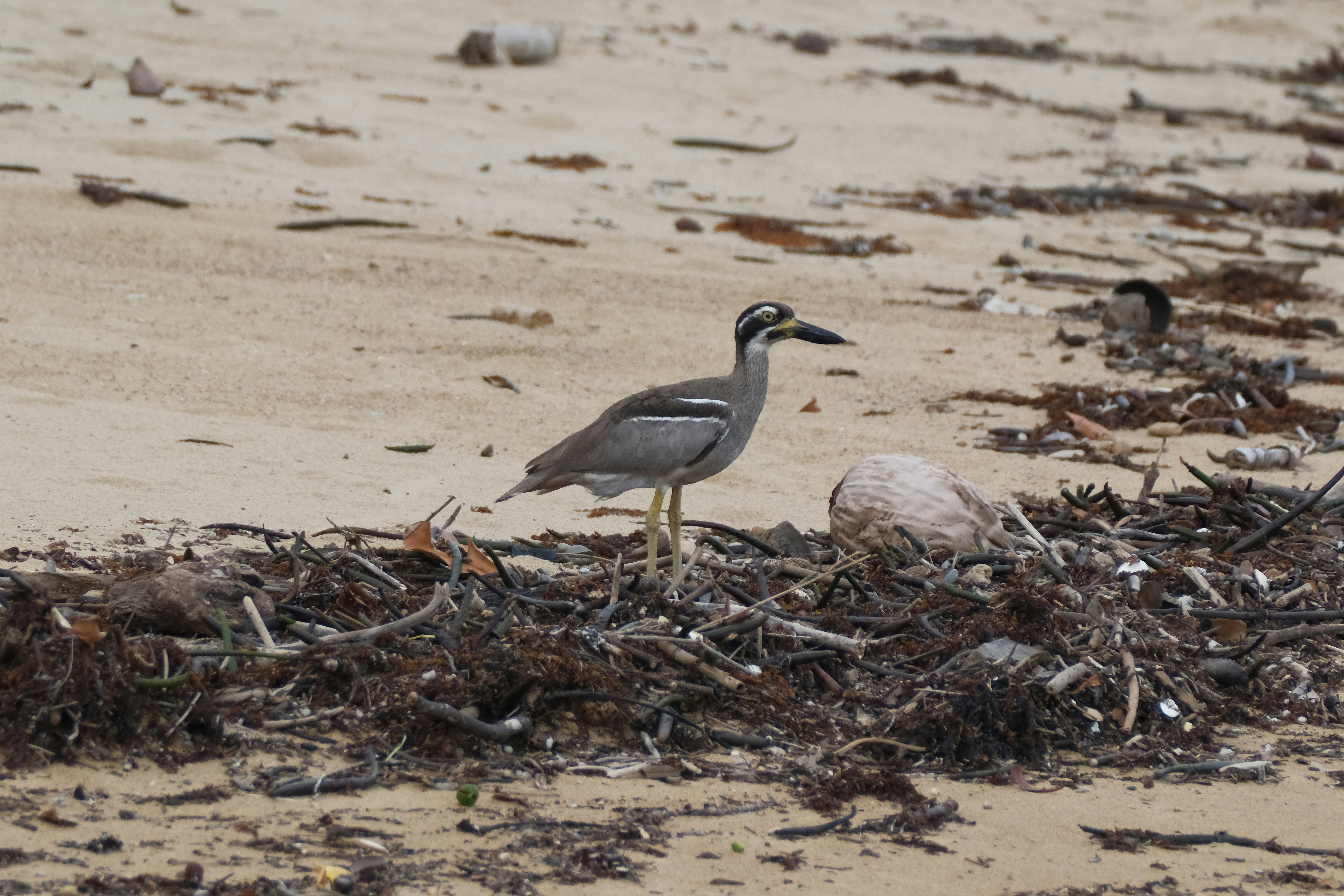 Single wading bird on a driftwood-strewn shoreline