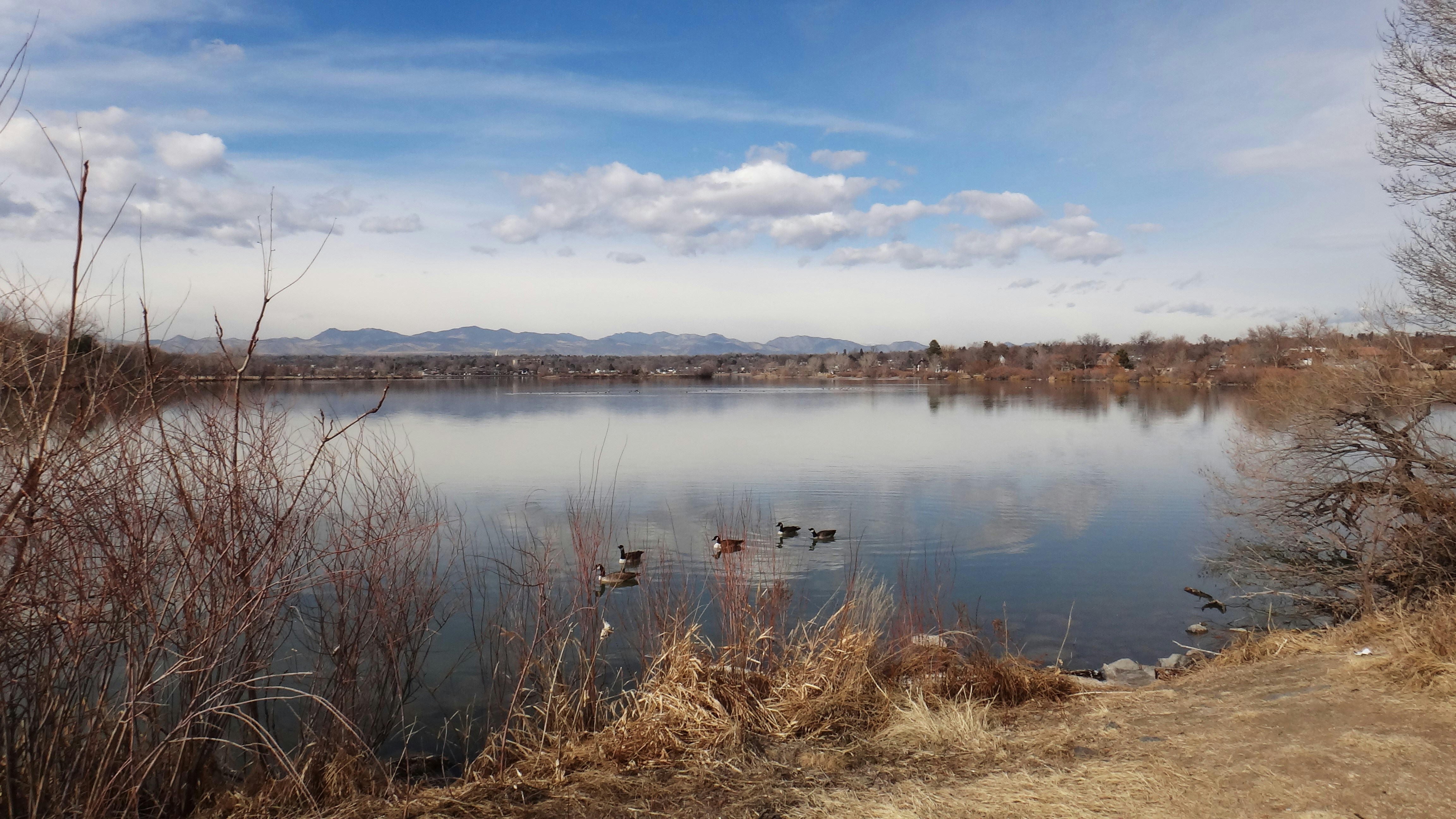 Ducks swim on a calm lake with distant mountains.
