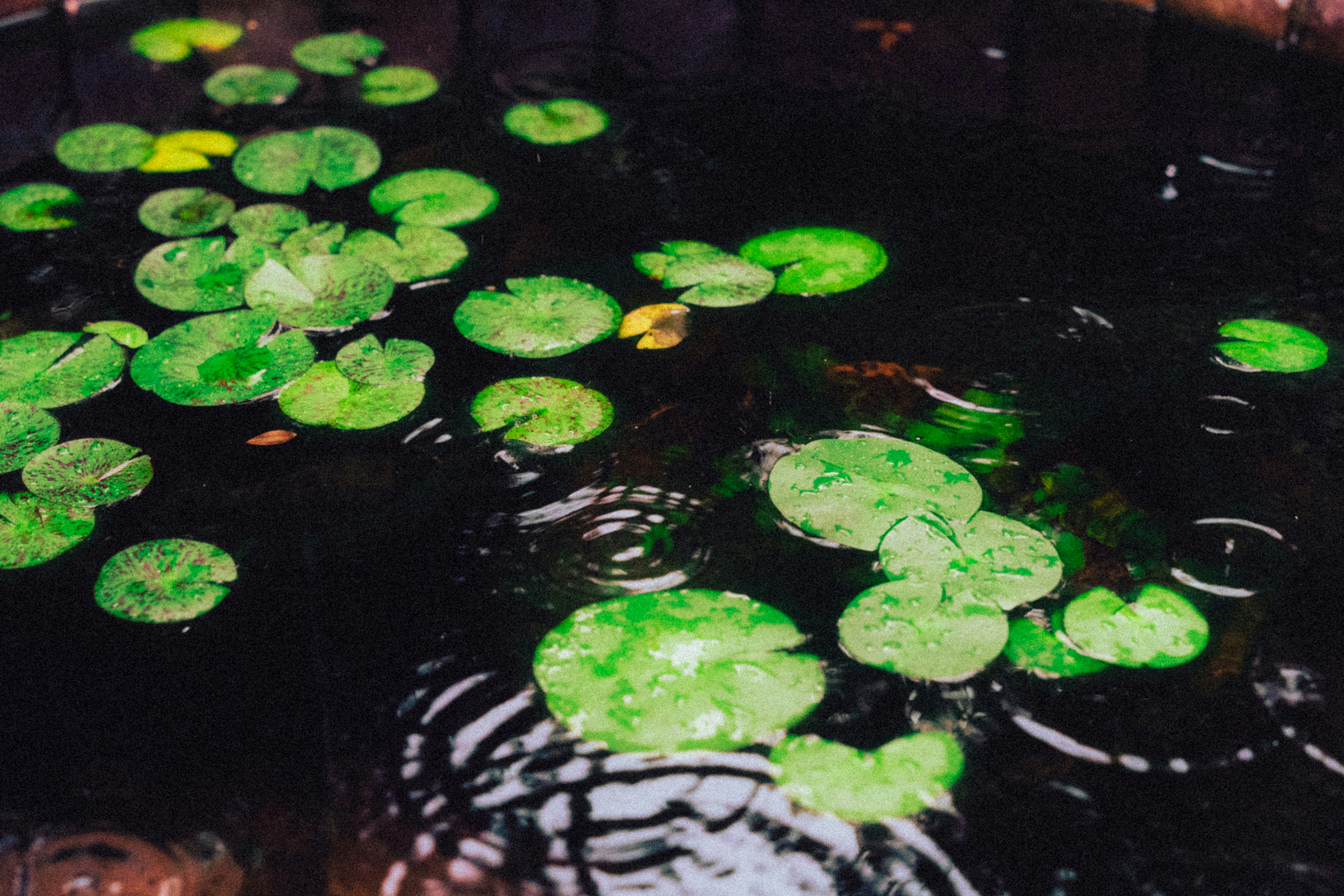 Moonlit Pond: Gentle Ripples Among Emerald Lilies