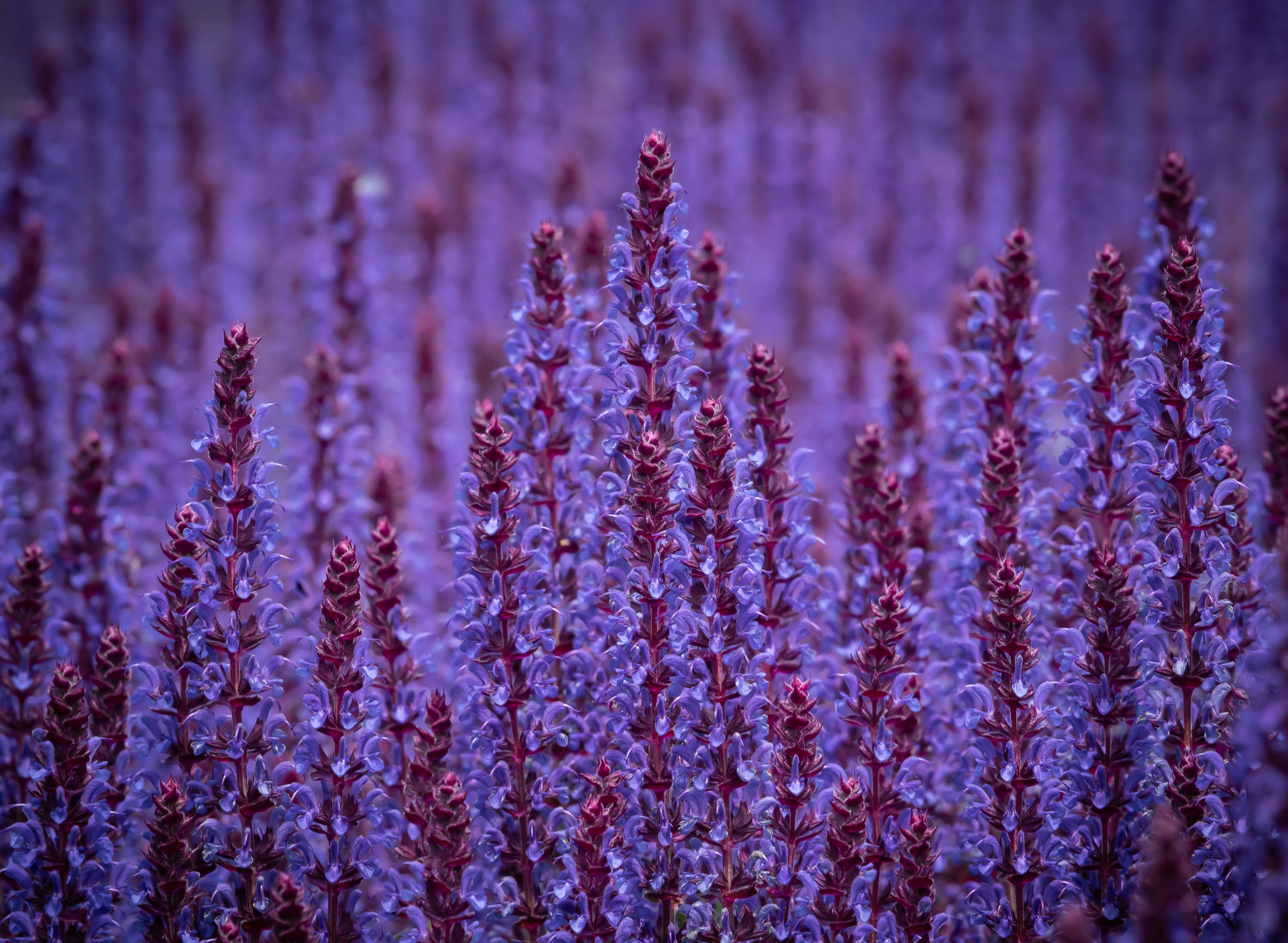 Lavender Echoes: Midnight Bloom Field