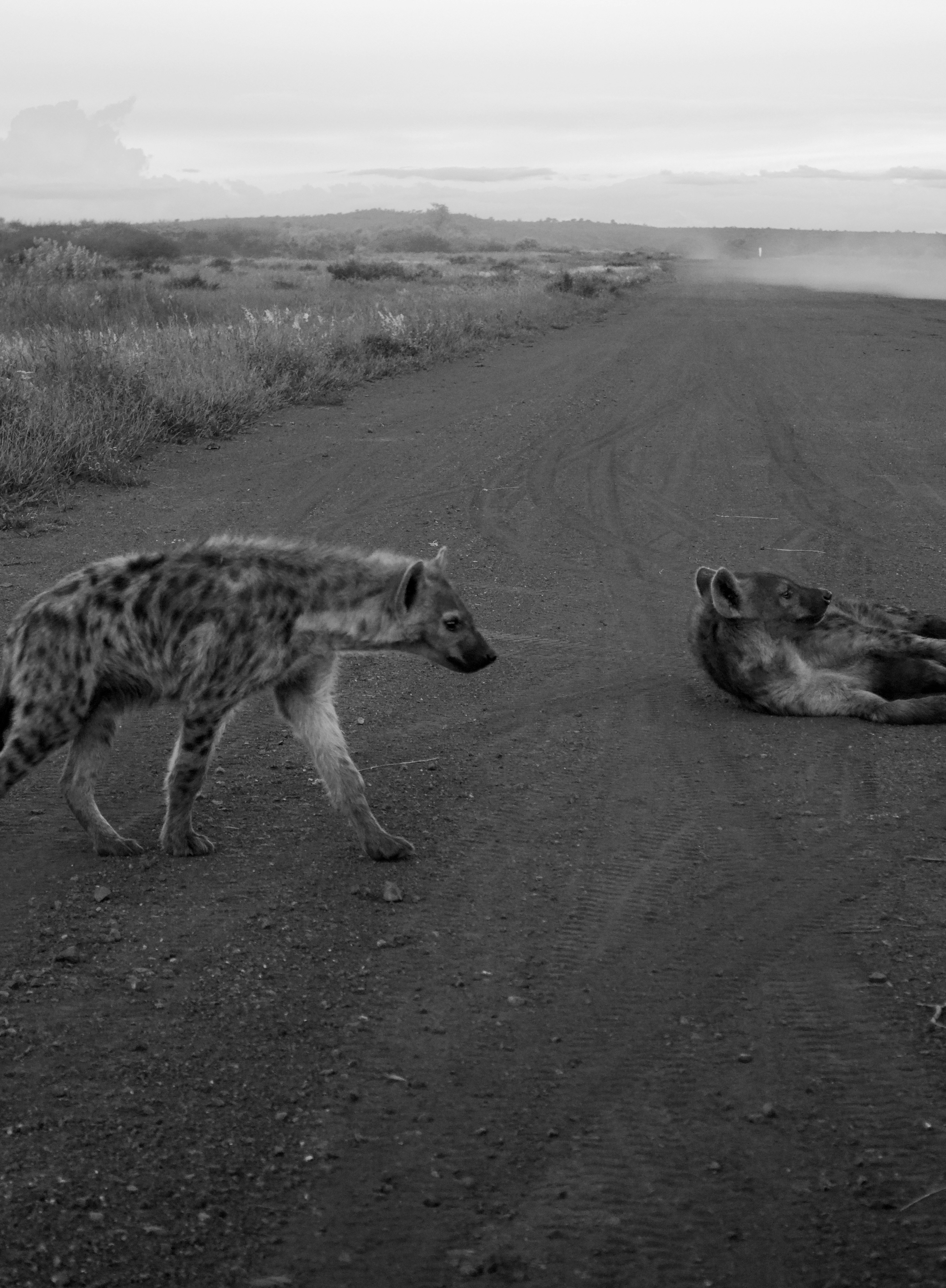Hyenas on a Dusty Road: A Quiet Encounter at Dusk