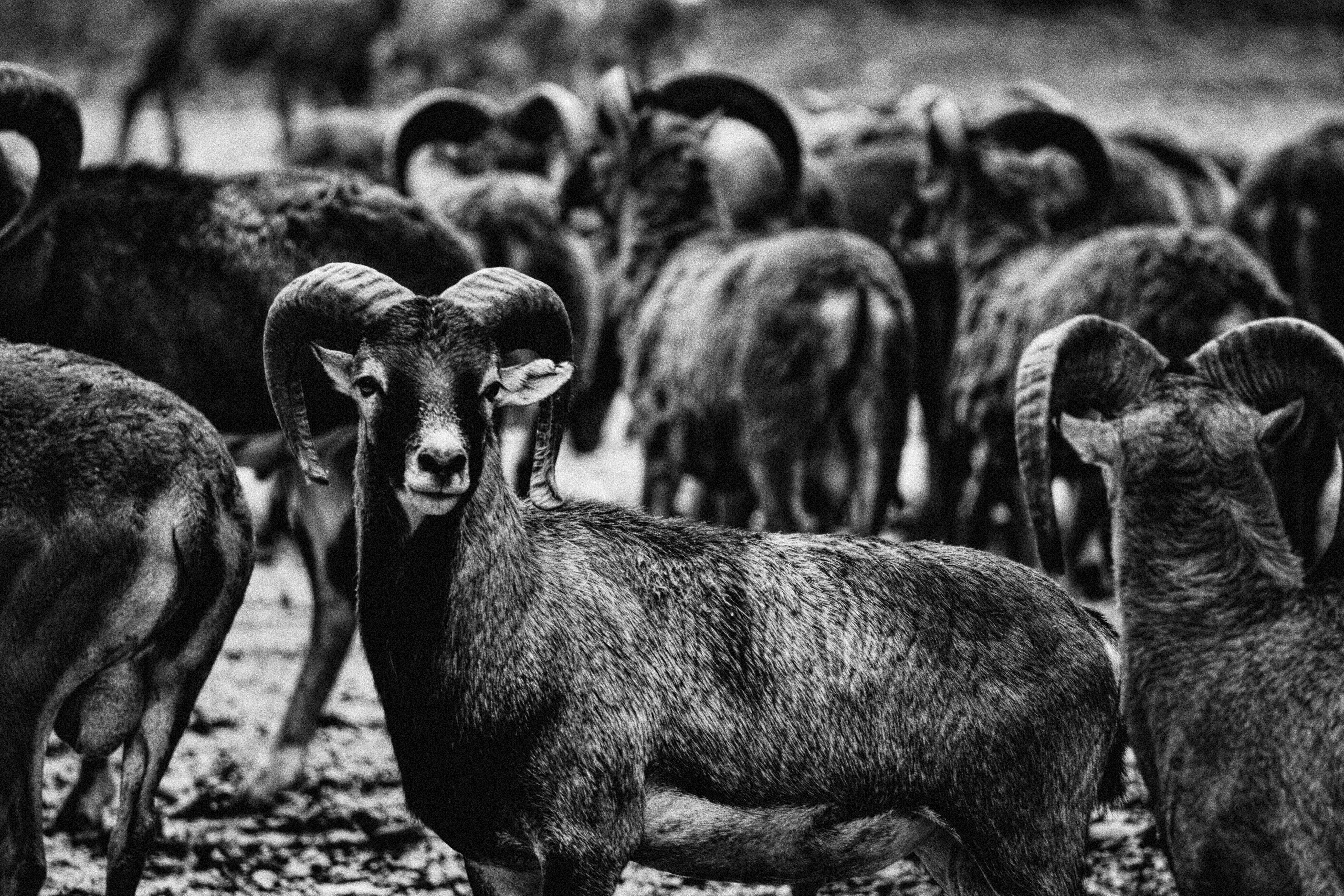 Herd of Rams in Monochrome Dawn, The Leader Faces the Viewer