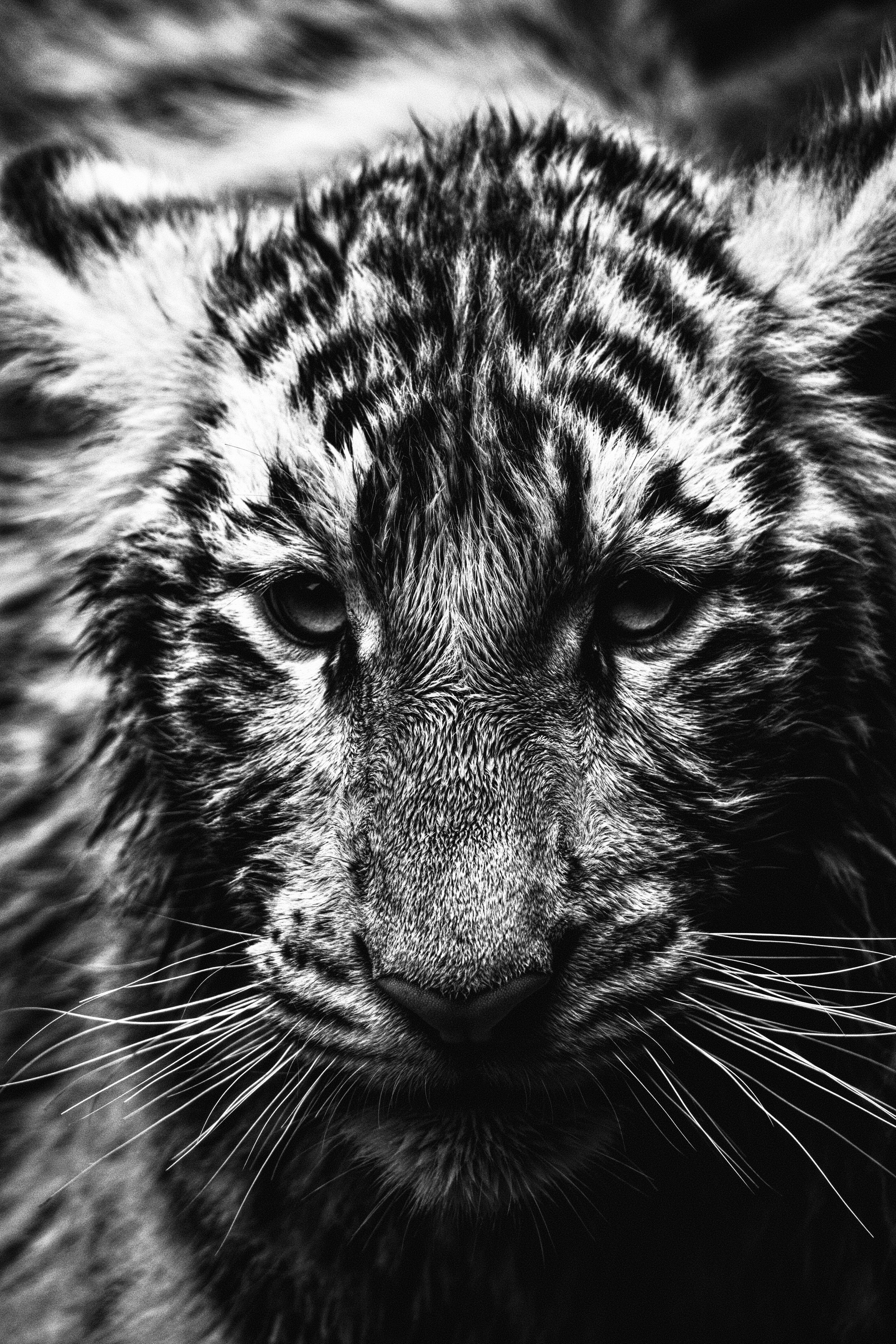 Predator in Focus: Close-Up of a Tigeress’ Gaze