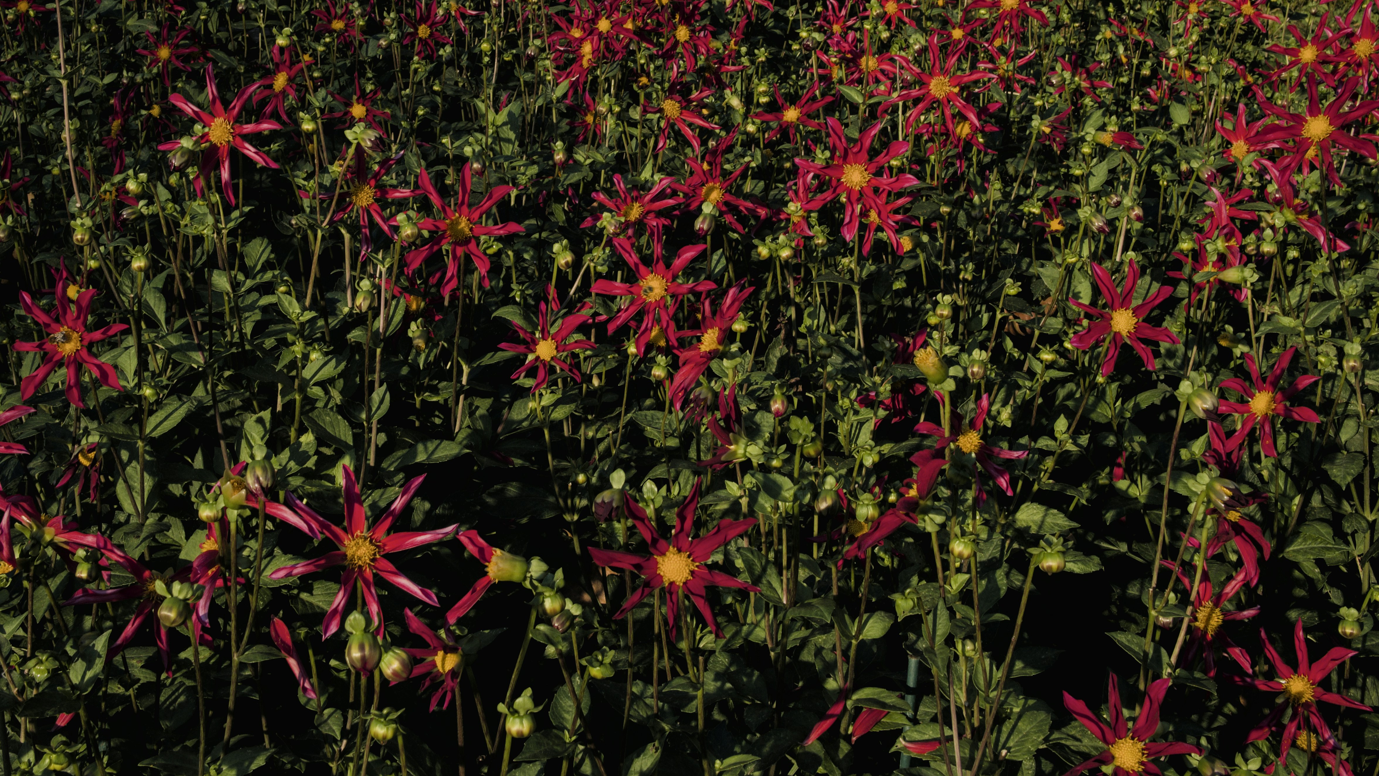 Crimson Fireworks Among Green Velvet