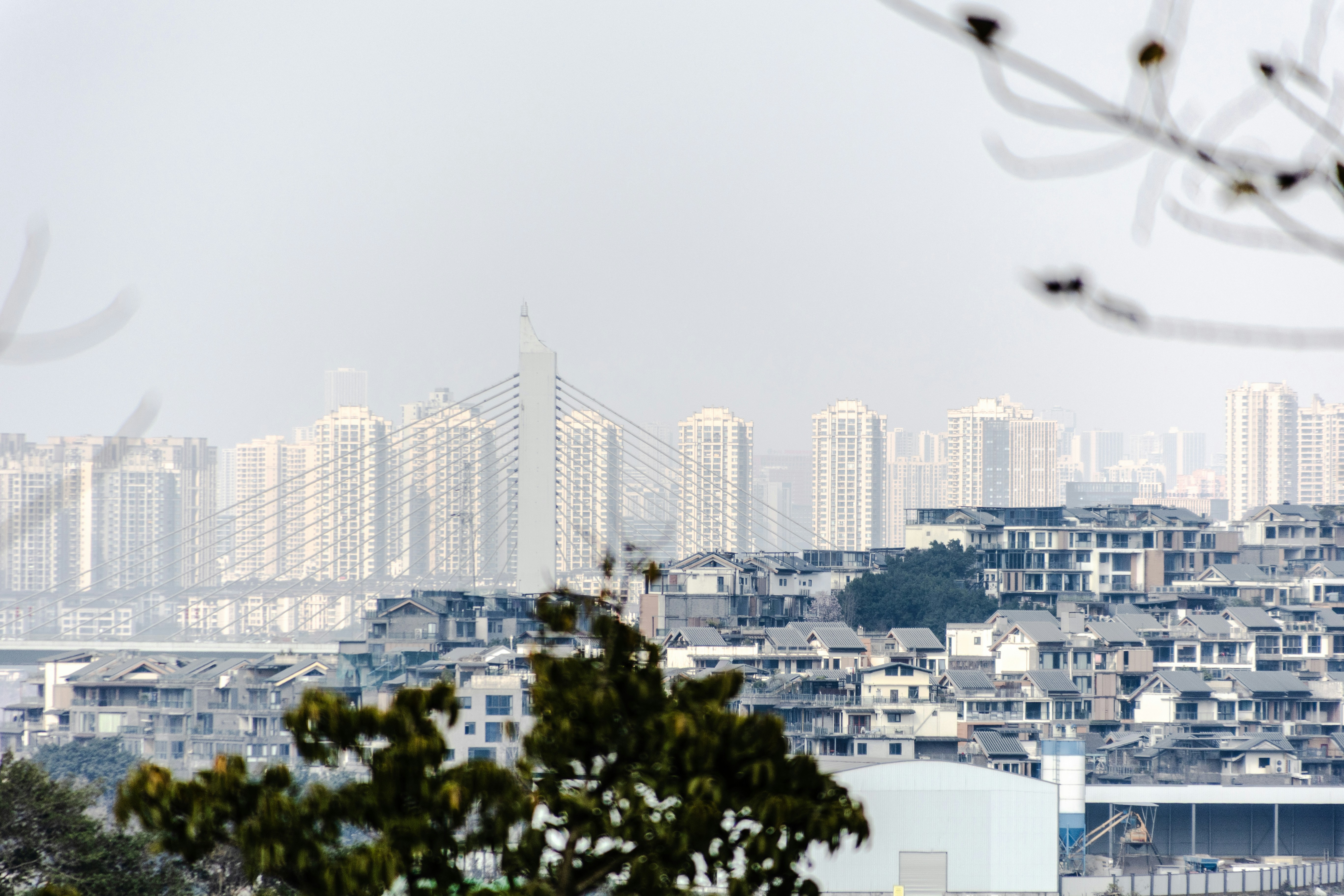 Urban Horizon: A Sea of Towers Behind Suburban Fronds