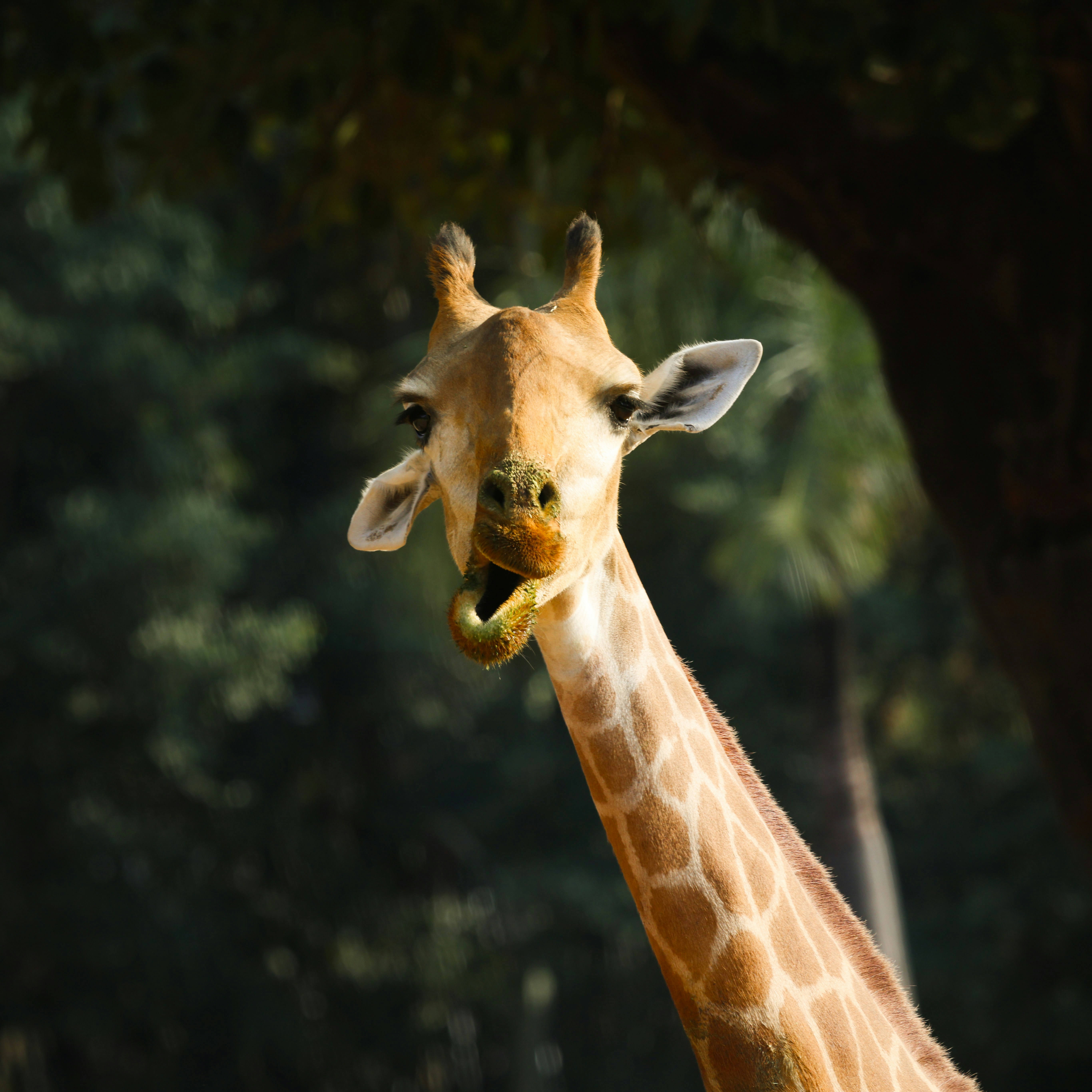Giraffe Snack Break: A Curious Glimpse from Behind a ShadeTree
