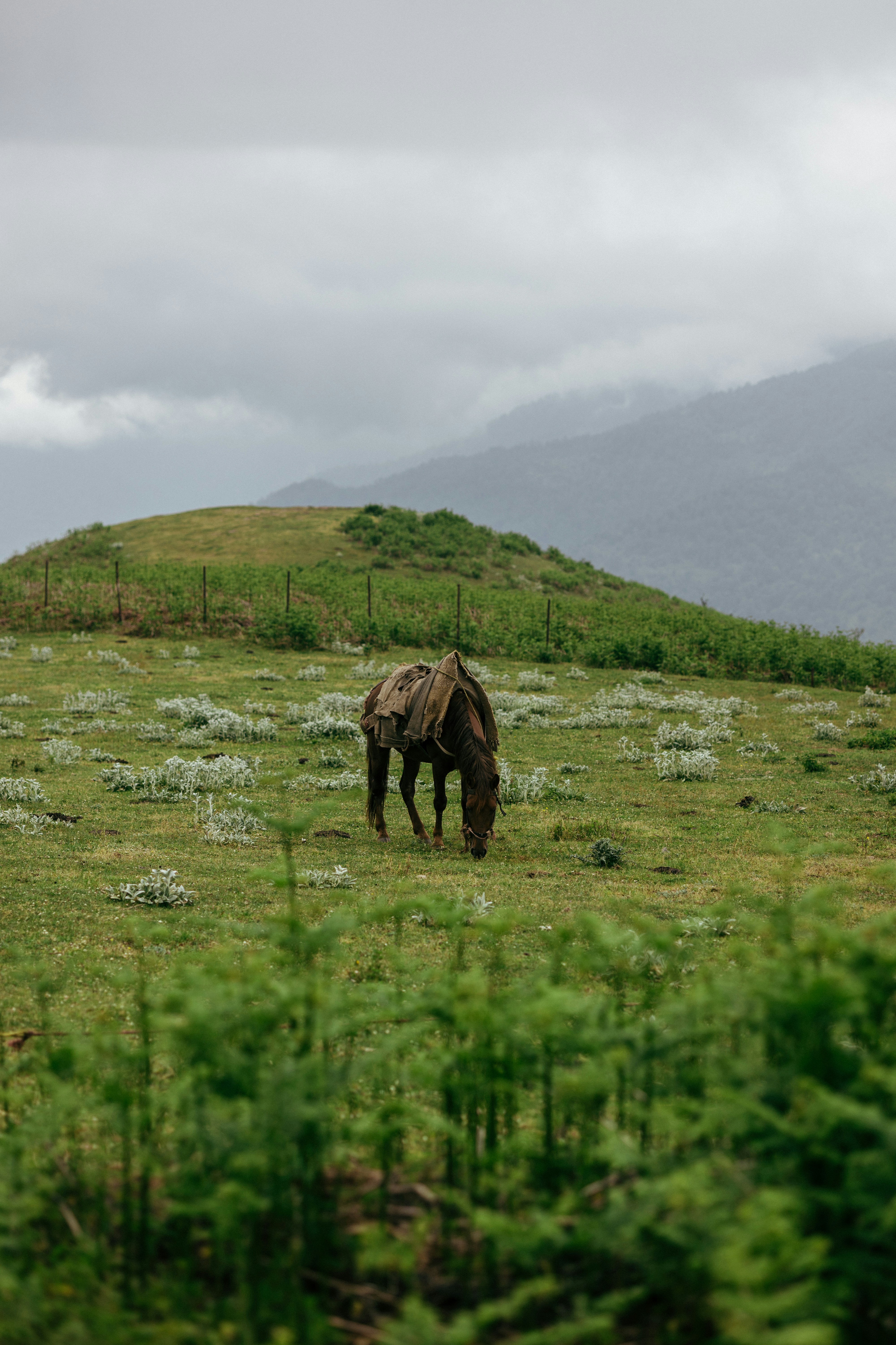 Lonely Horse on a Rolling Hill under Misty Peaks