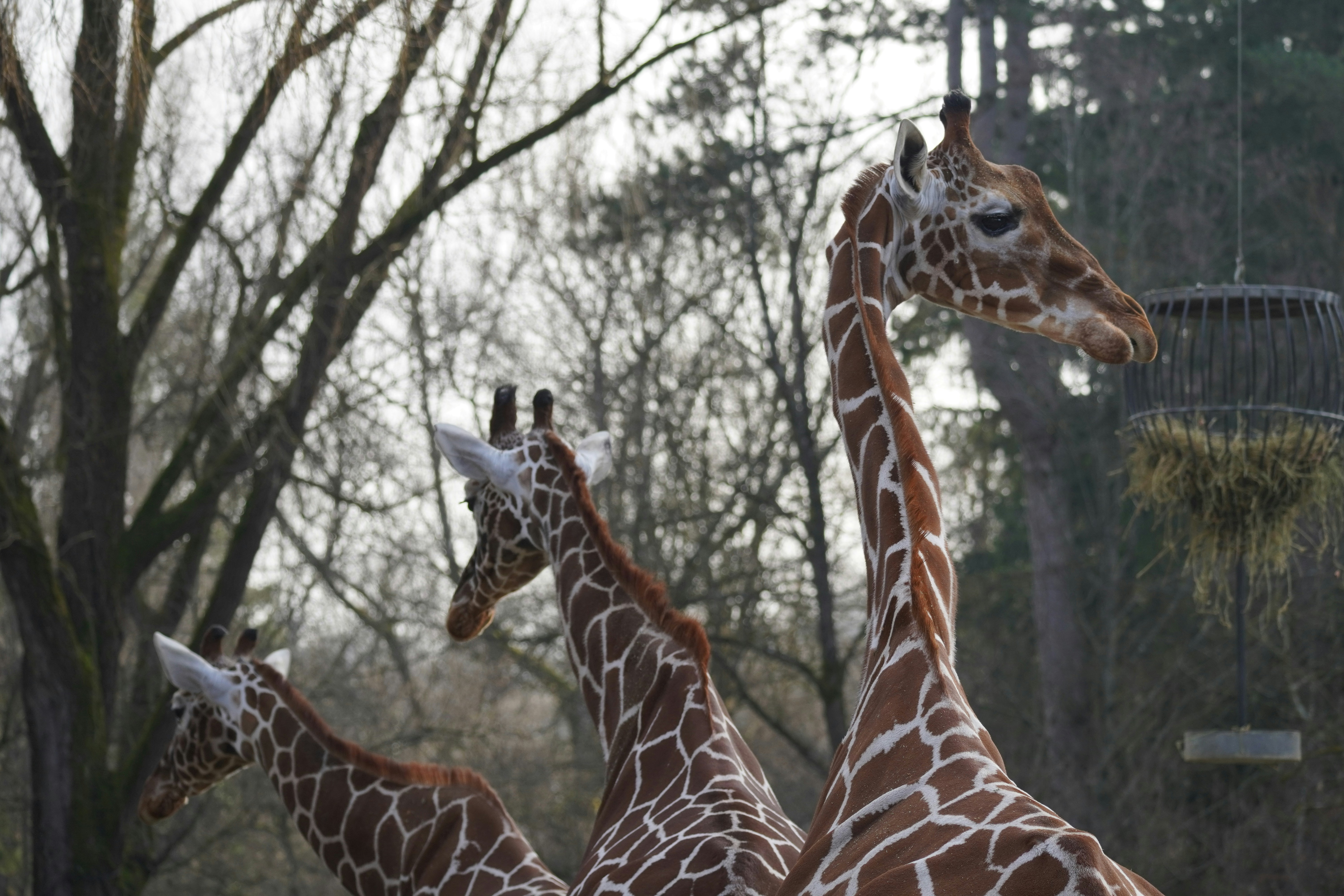 Giraffes in Silhouetted Light: A Quiet Trio by the Feeder
