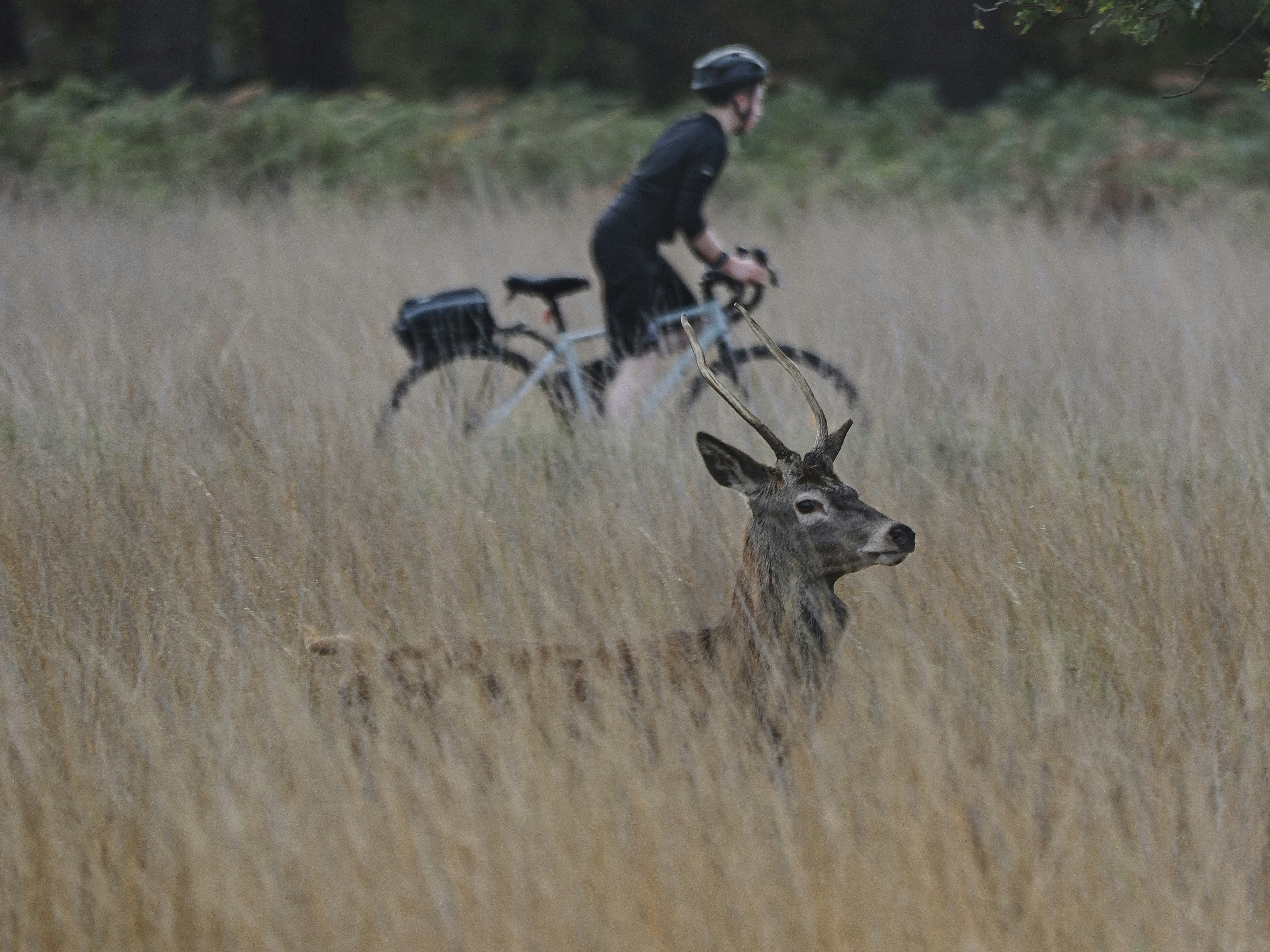 Doe-like deer in a grassy field with a cyclist blurred in the distance, highlighting depth and motion in a natural scene.