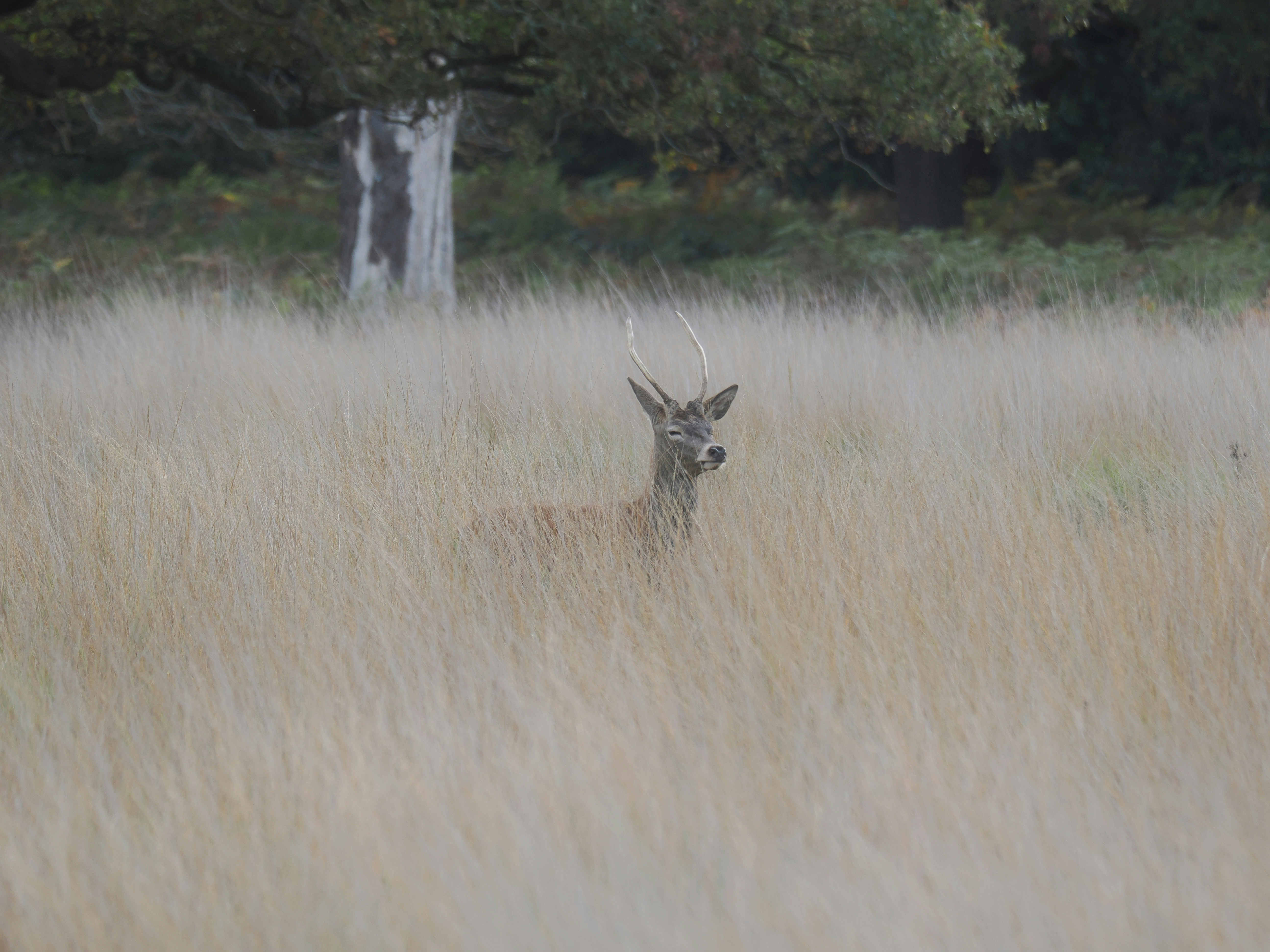 Stag Quiet in Tall Grass