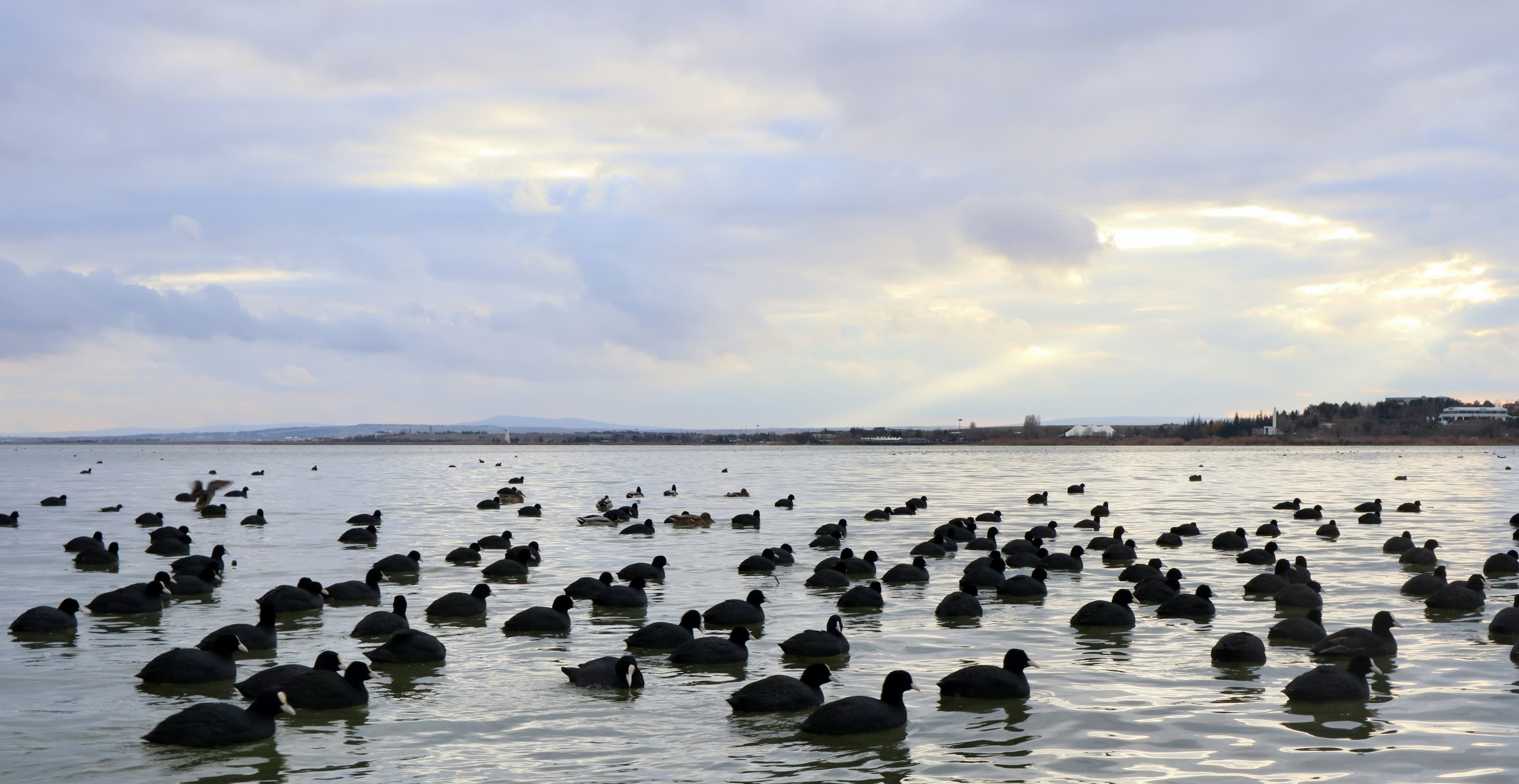 Mute congregation: a riverine flock at dusk