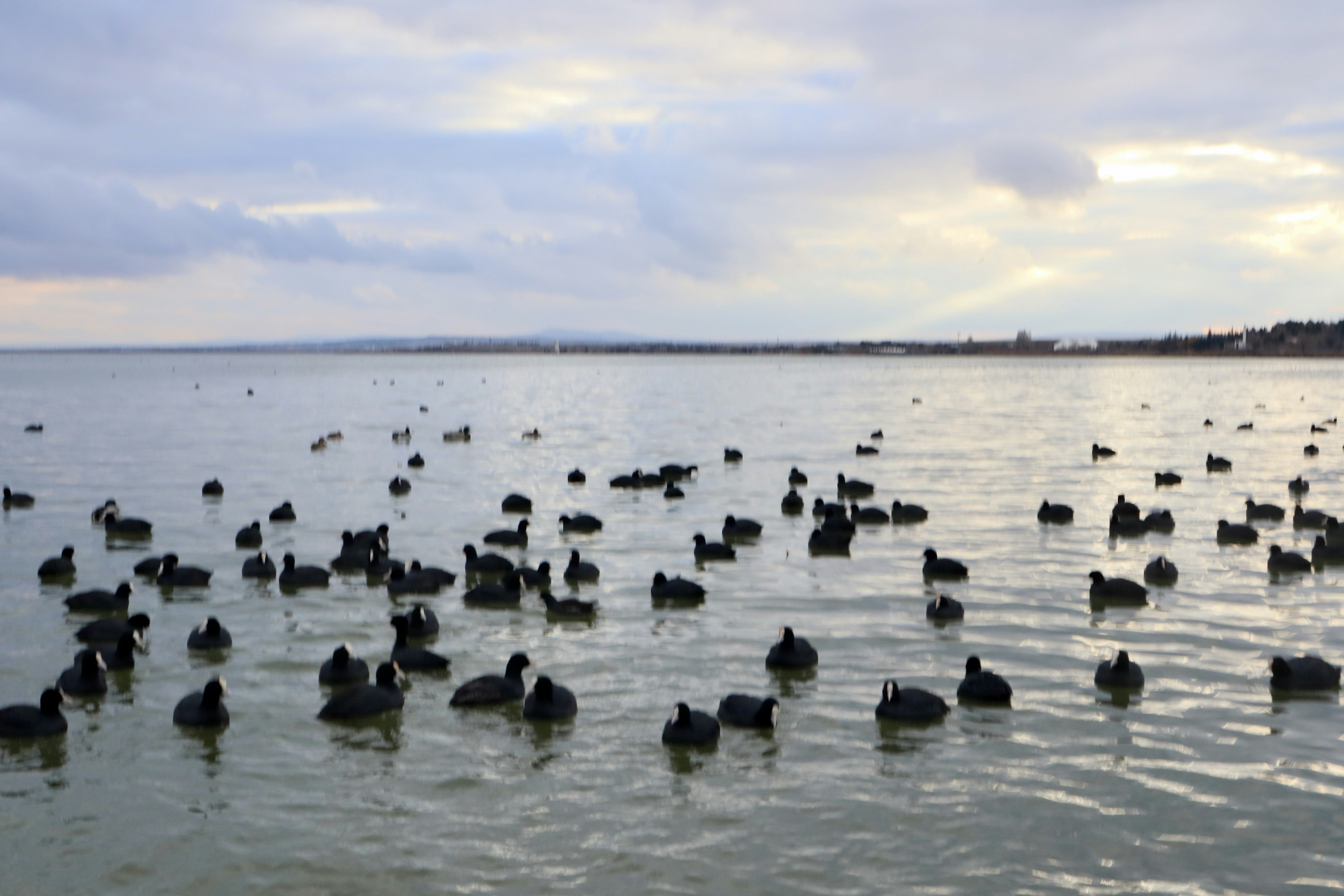 Vast Shoreline Chorus: A Flock of Ducks at Dusk