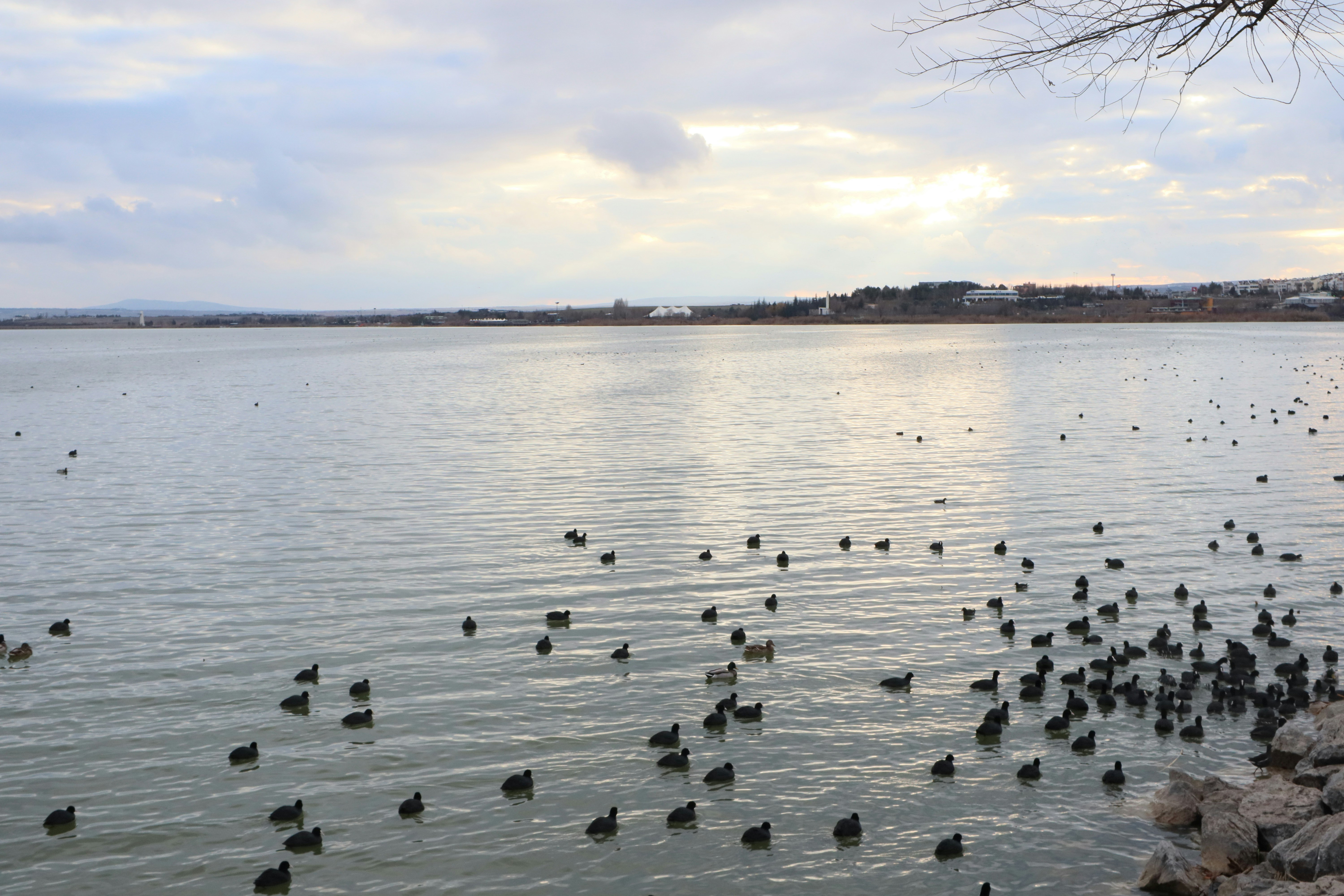 A Quiet Swarm: Ducks Dot a Serene Lakeside