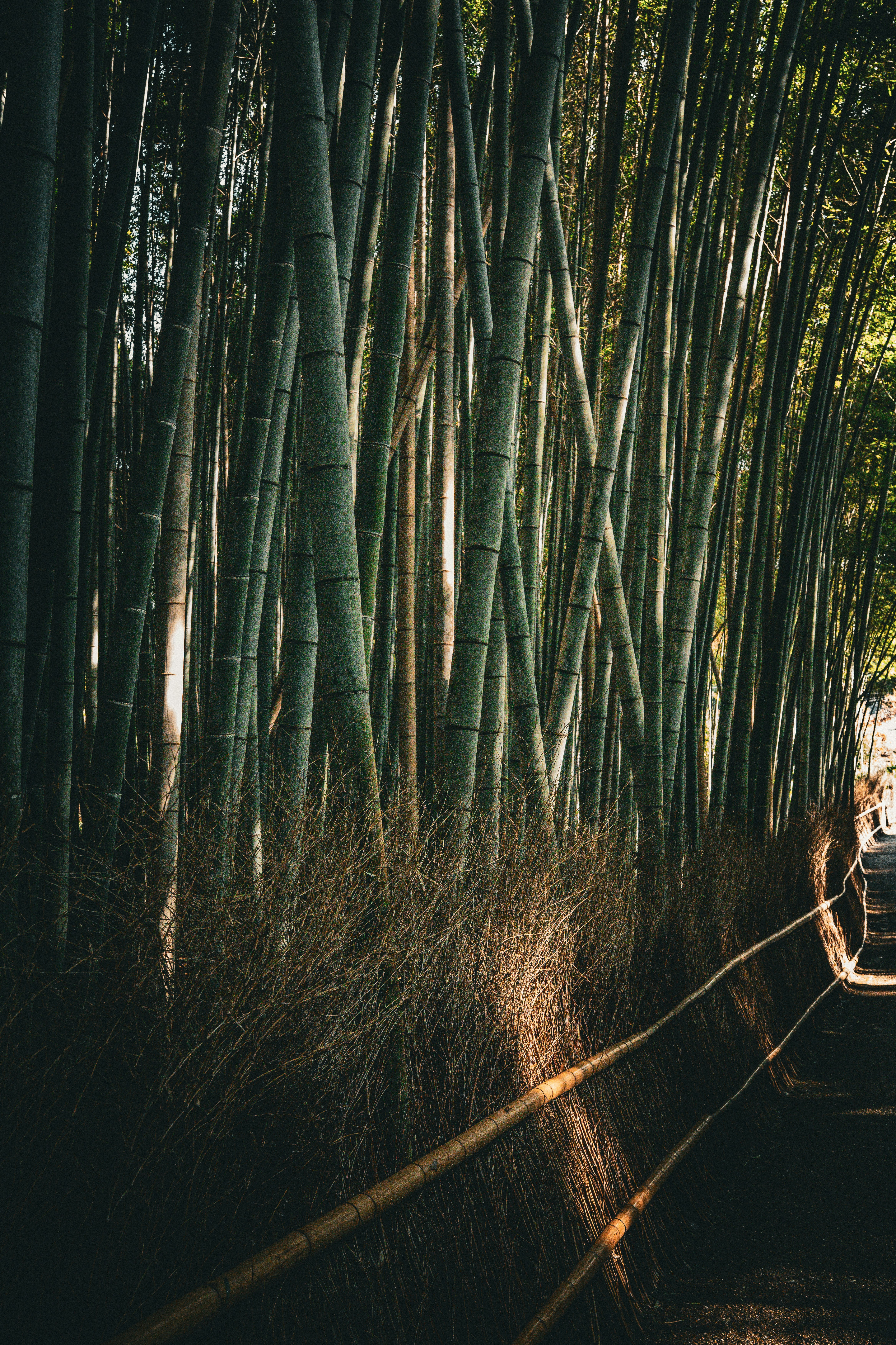 Sunlit Bamboo Aisle: Quiet Path Through Leaning Shoots