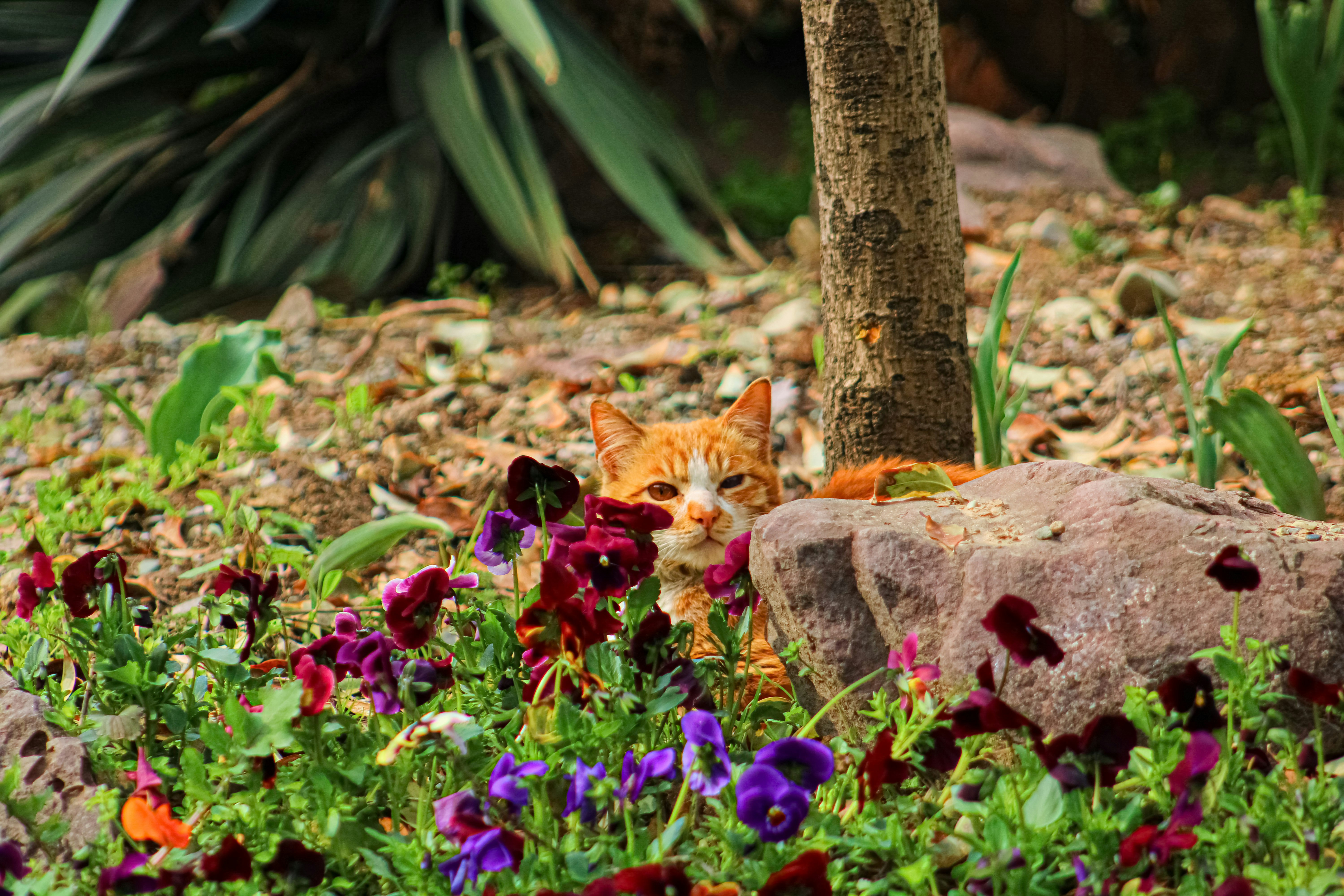 Hidden Guardian of the Garden: An Orange Gaze Among Blooms
