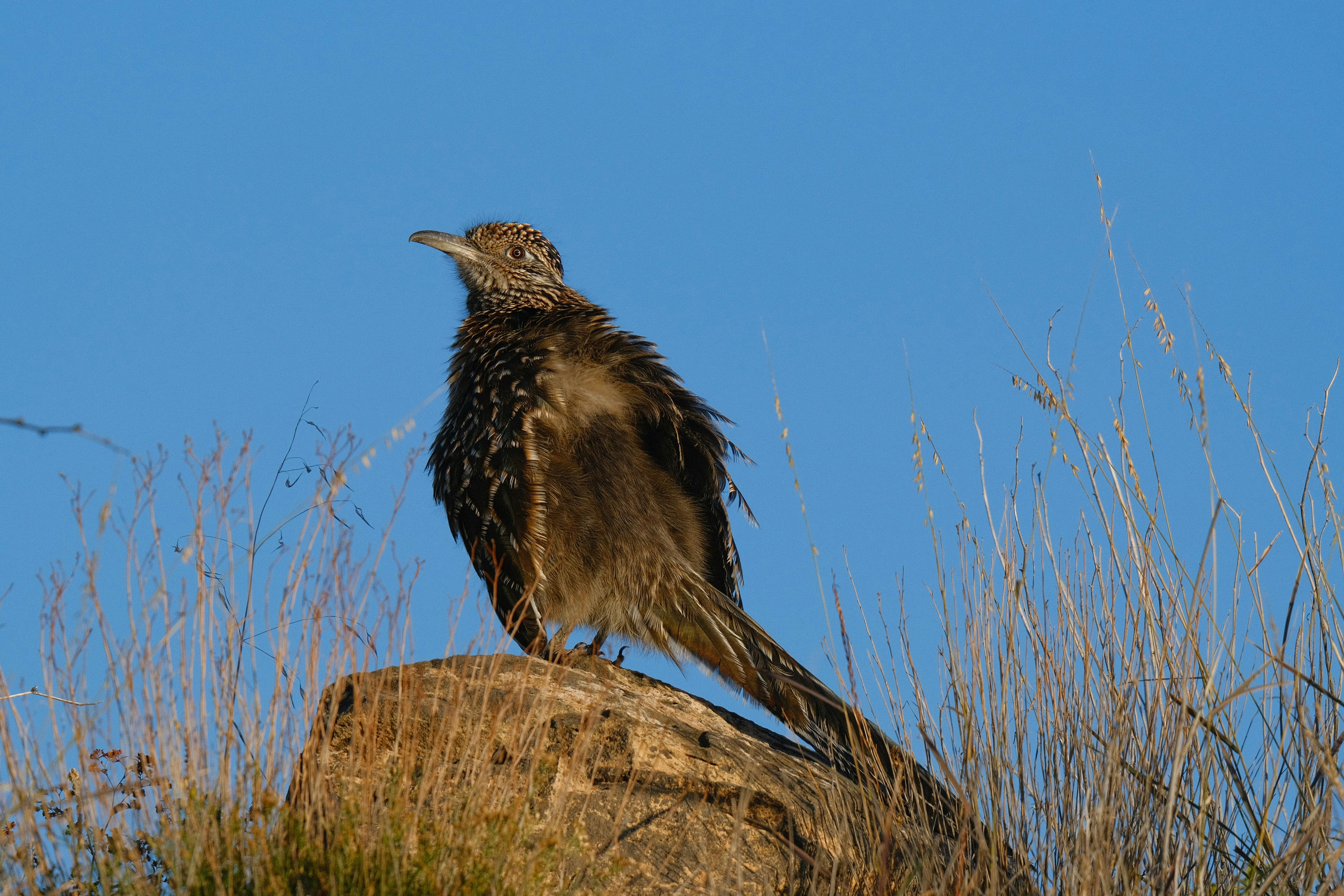 Perched Sentinel: A Wren-Scaled Profile Against Azure Sky