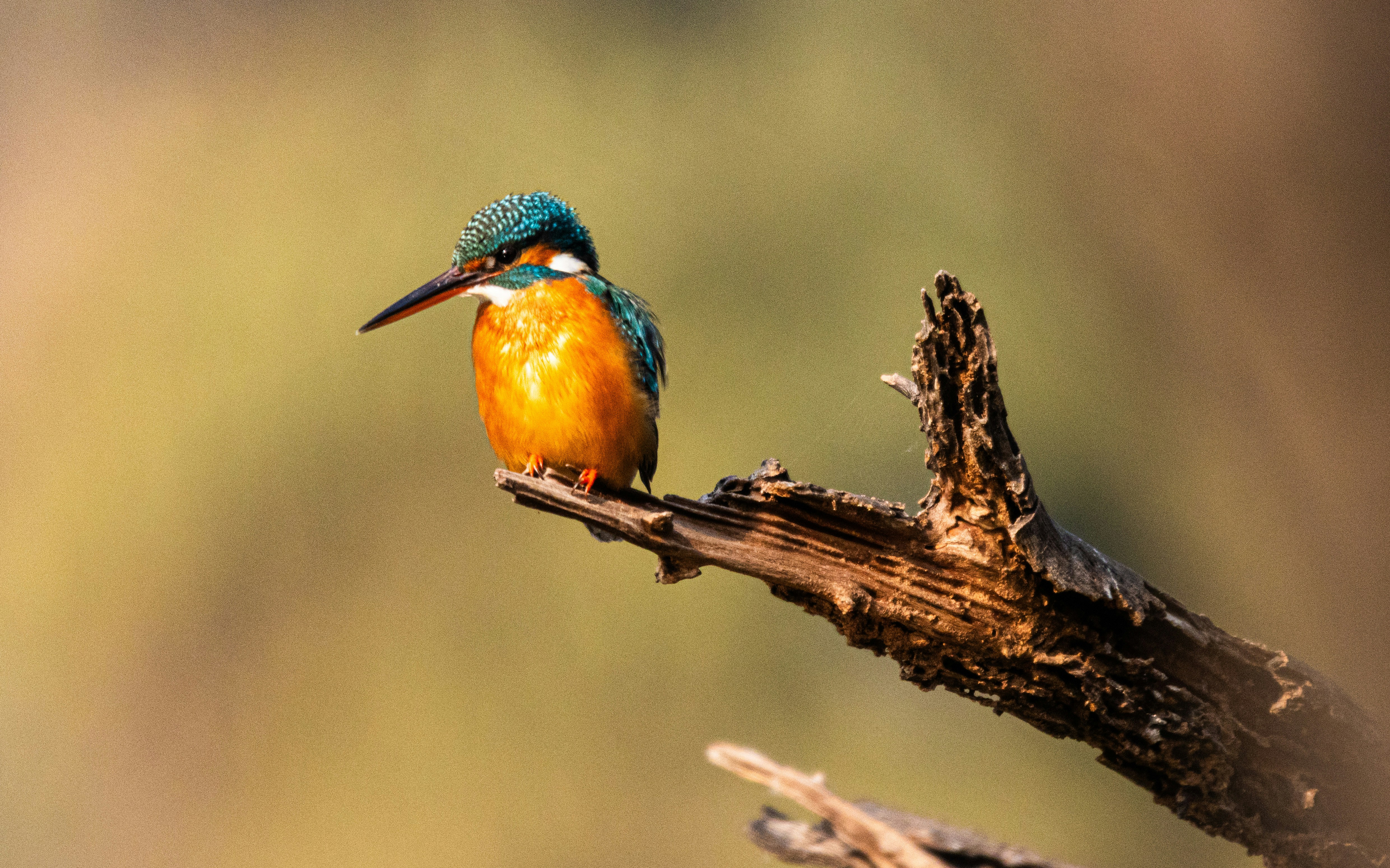Azure-Orange King perching on weathered branch