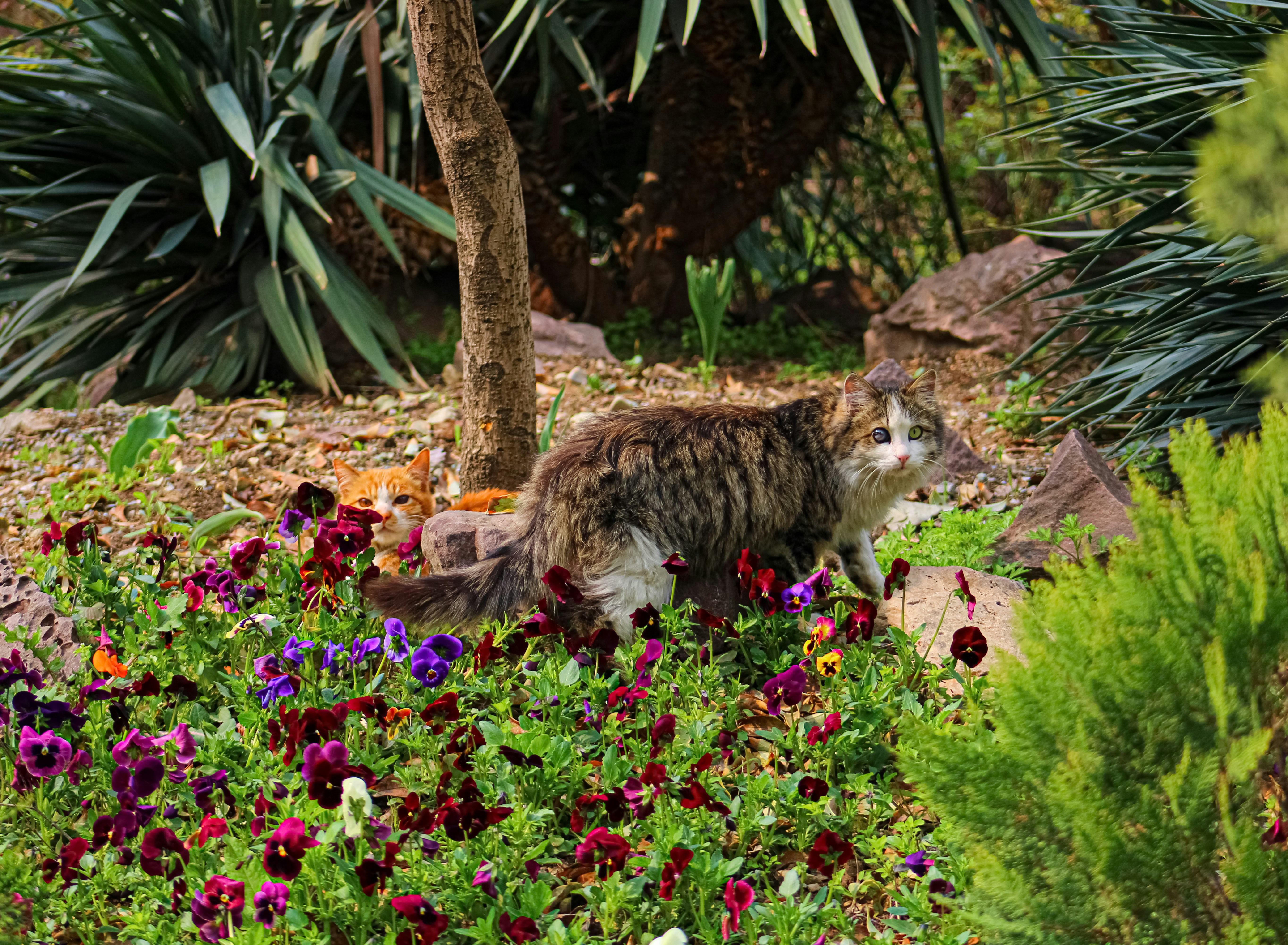 Garden Cat Amid Colorful Blooms