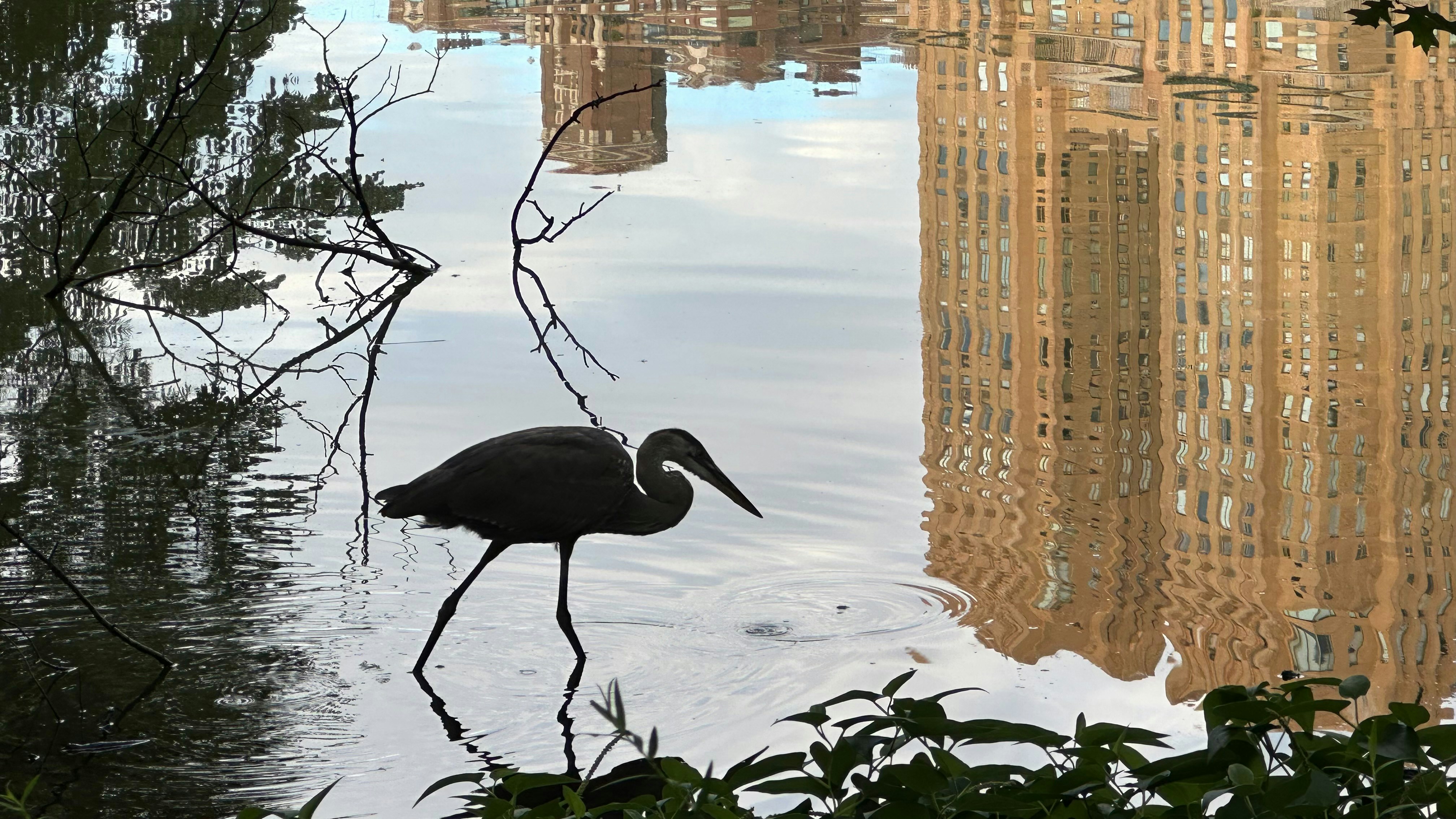 Silhouette in still water: a heron gray against city reflections