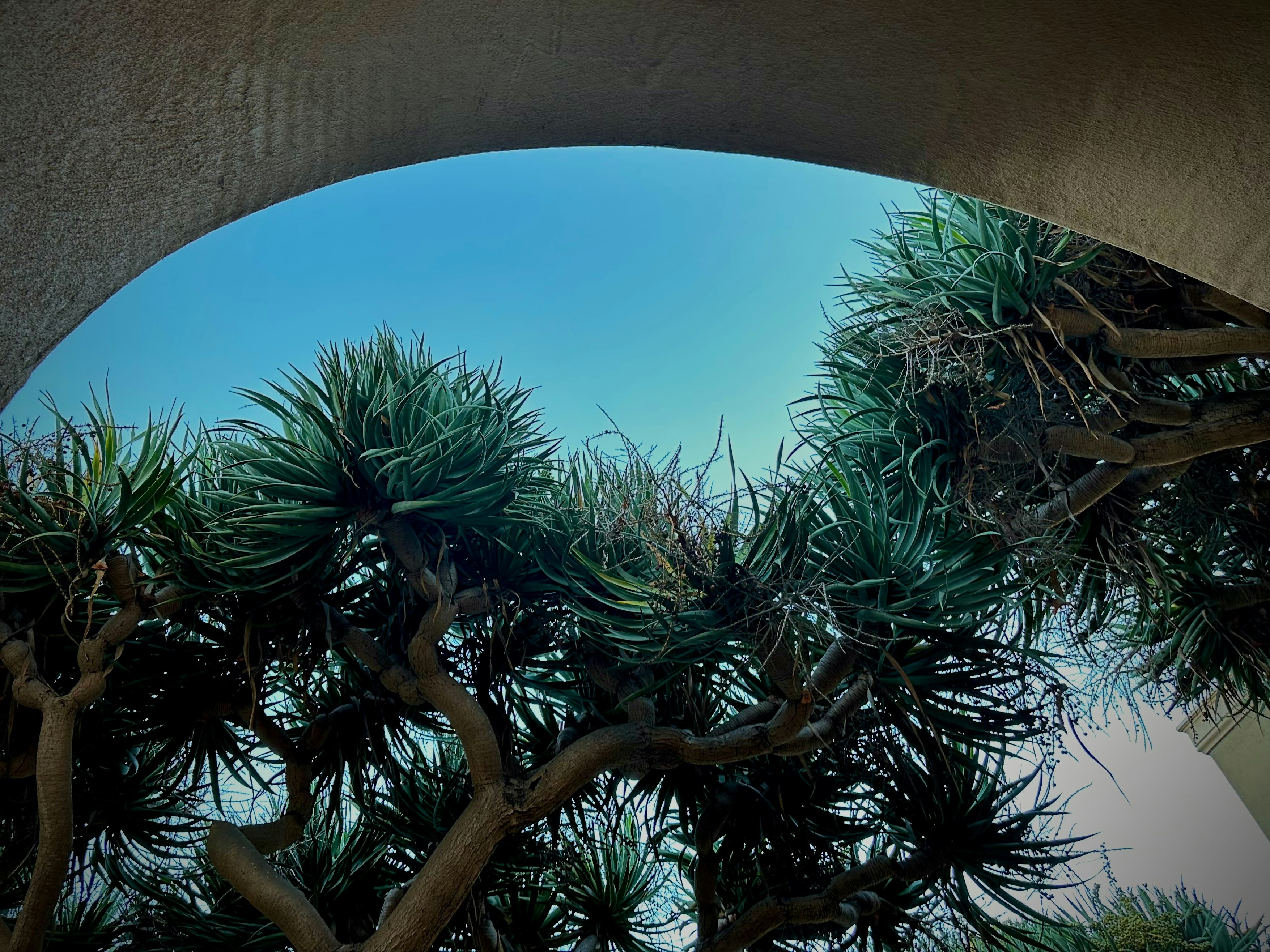 Canopy Rings: A Sky-Wordered View Through Desert Foliage