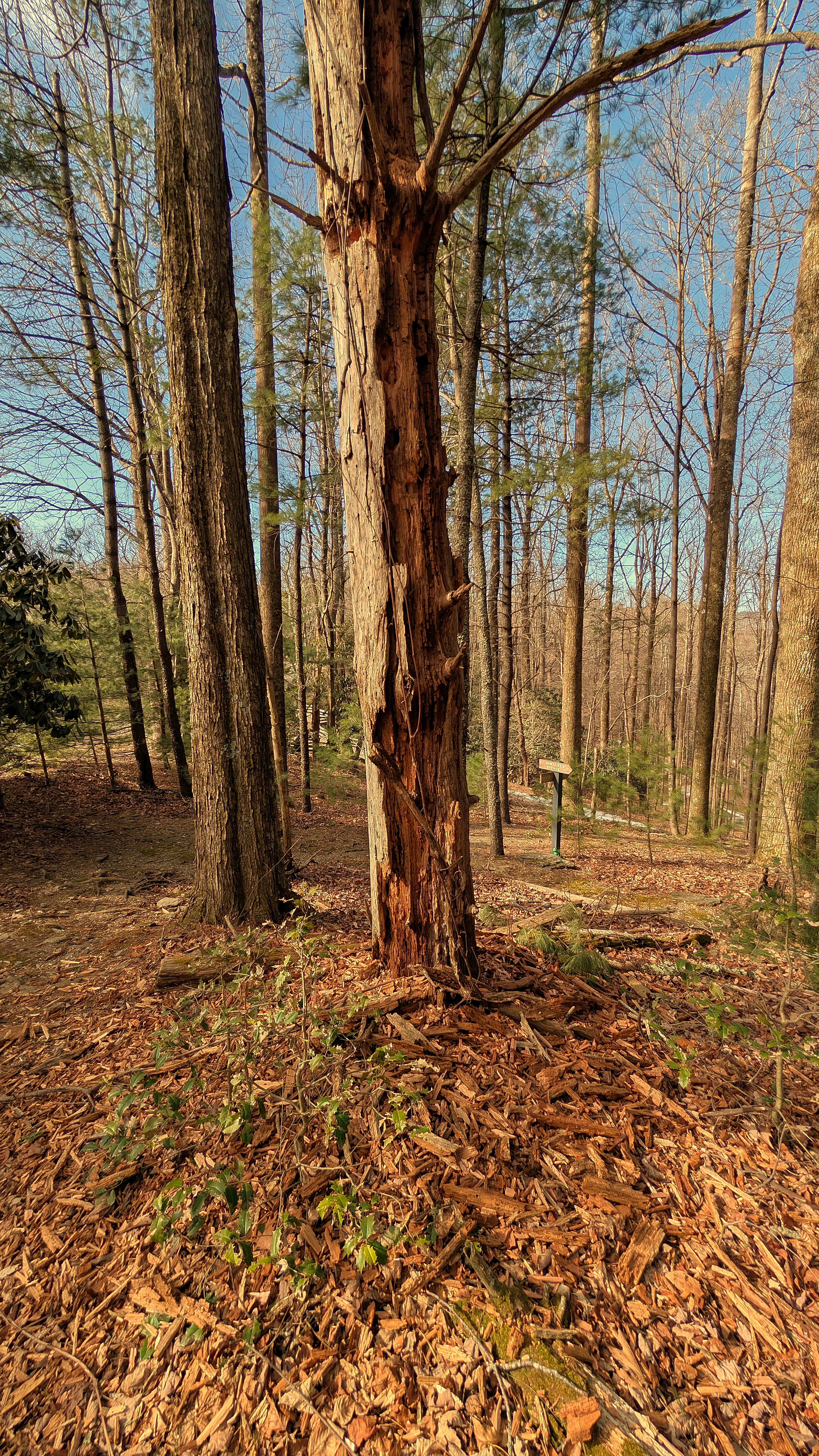 Center of the Forest: A Lone Bleached Tree Rising Among Sturdy Pines
