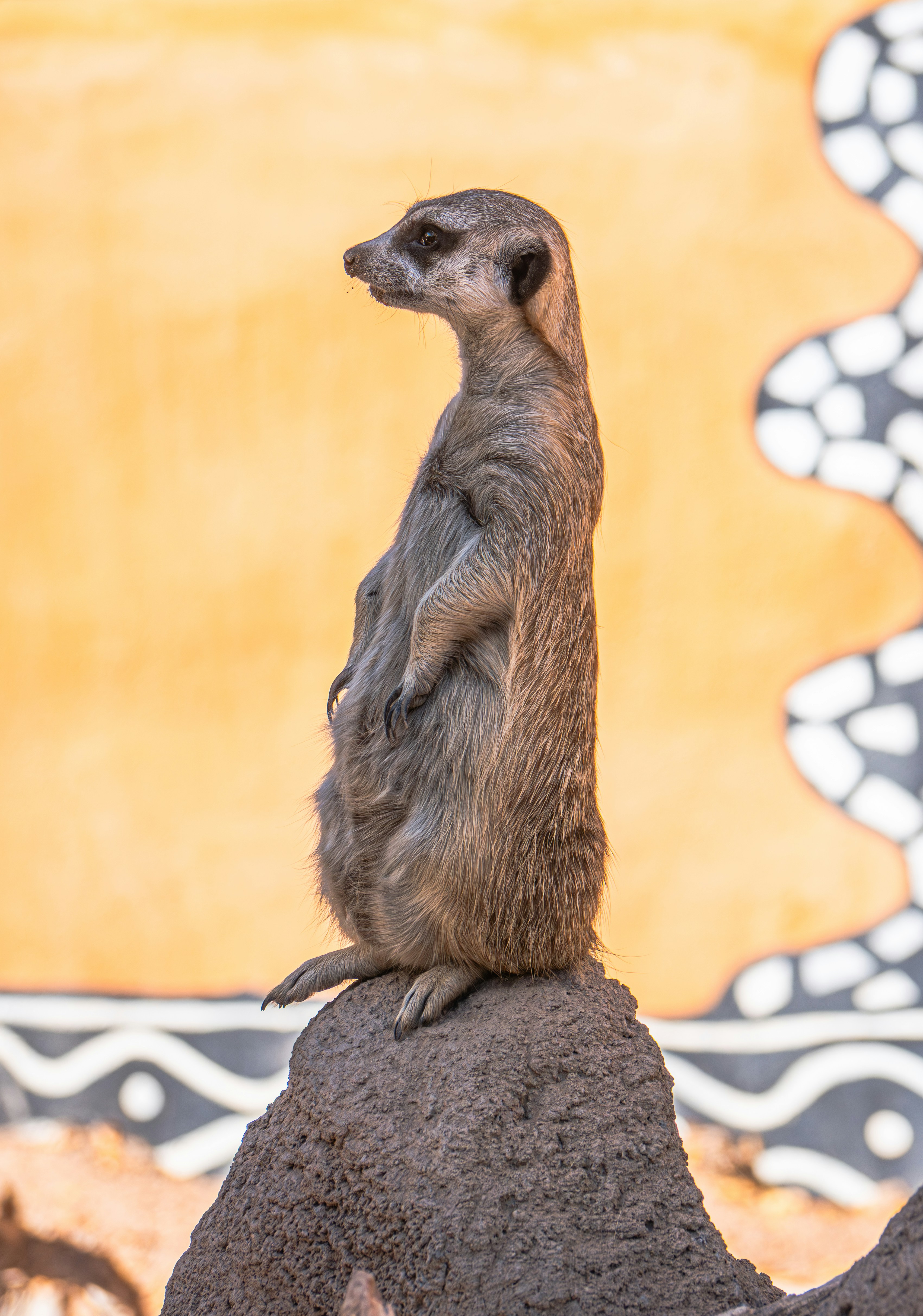 Stoic Prairie Mammal on a Rock Under a Sunlit Wall