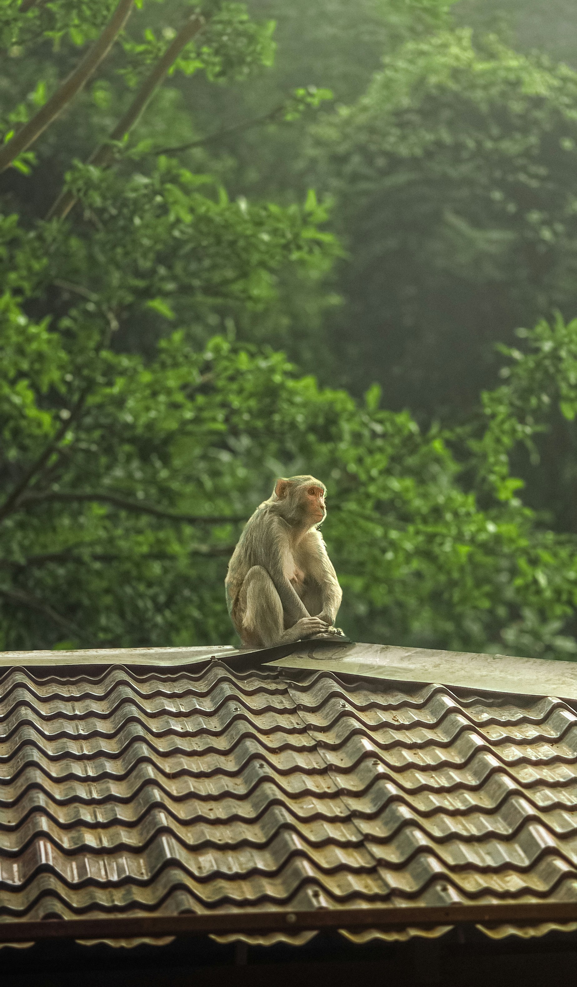 Monkey on a Rainy Roof: A Quiet Moment Above the Green Canopy