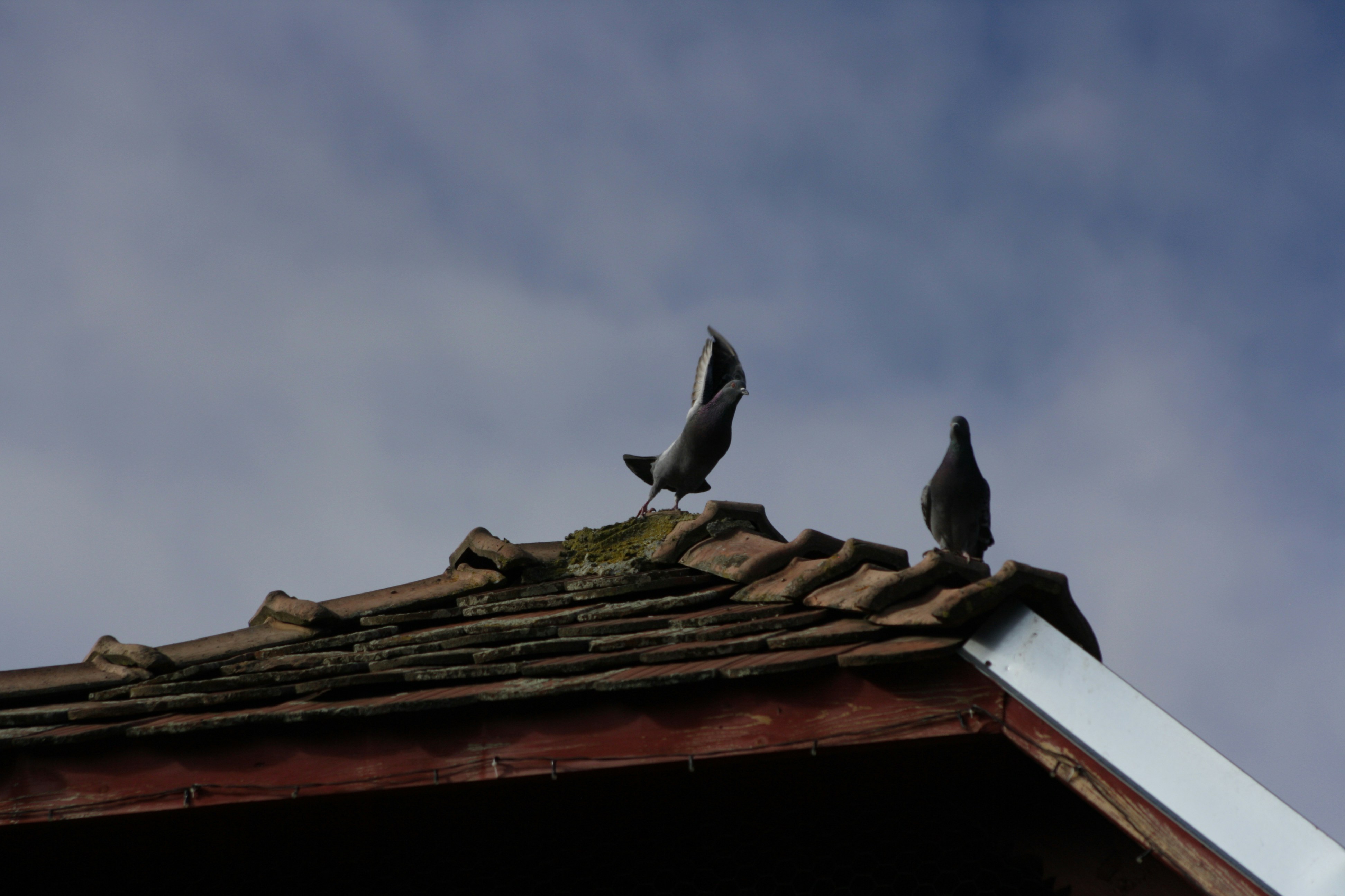 Two Birds Perched on a Tile Ridge Under a Quiet Sky