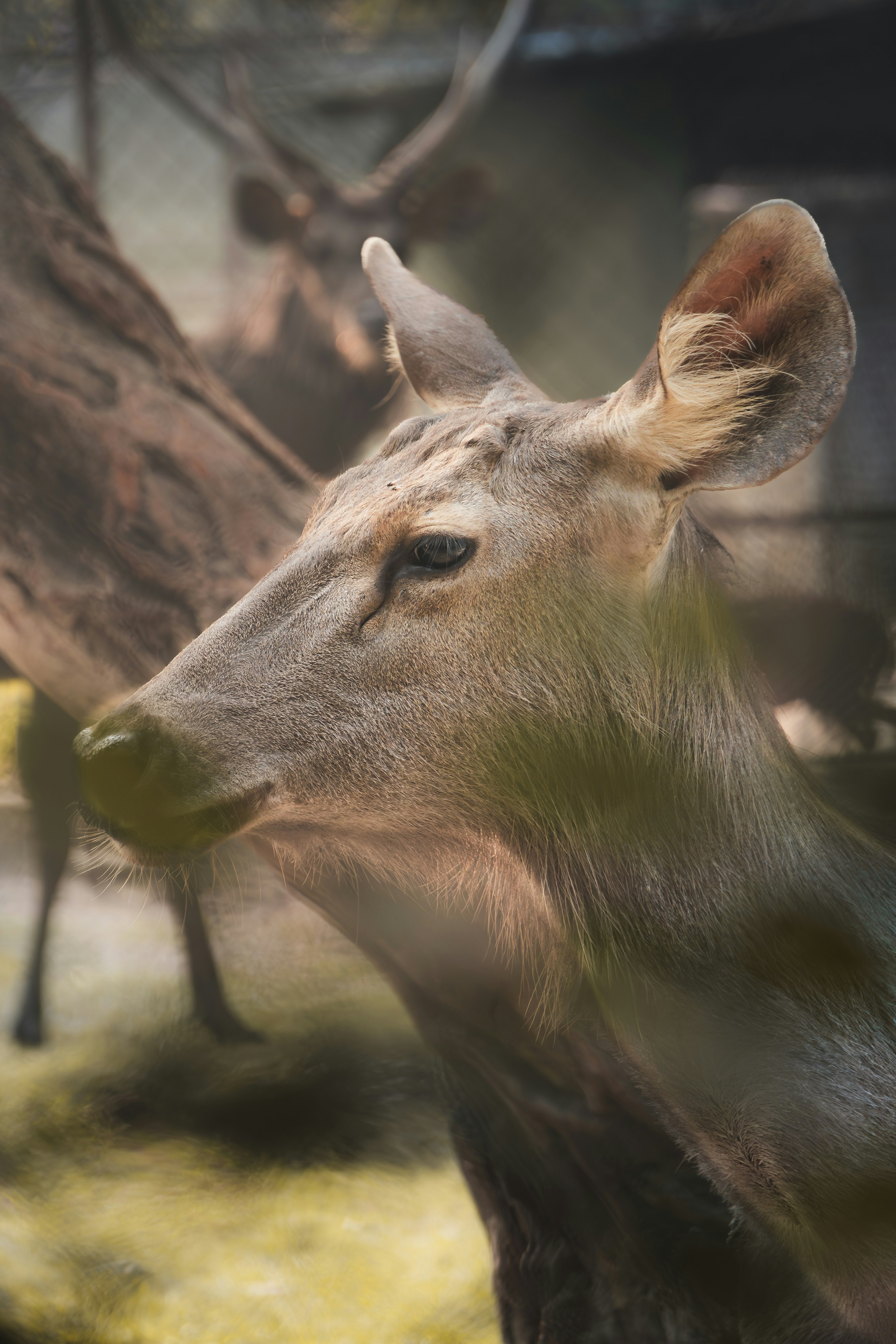 Graceful Gaze: A Deeress in Soft Backlight