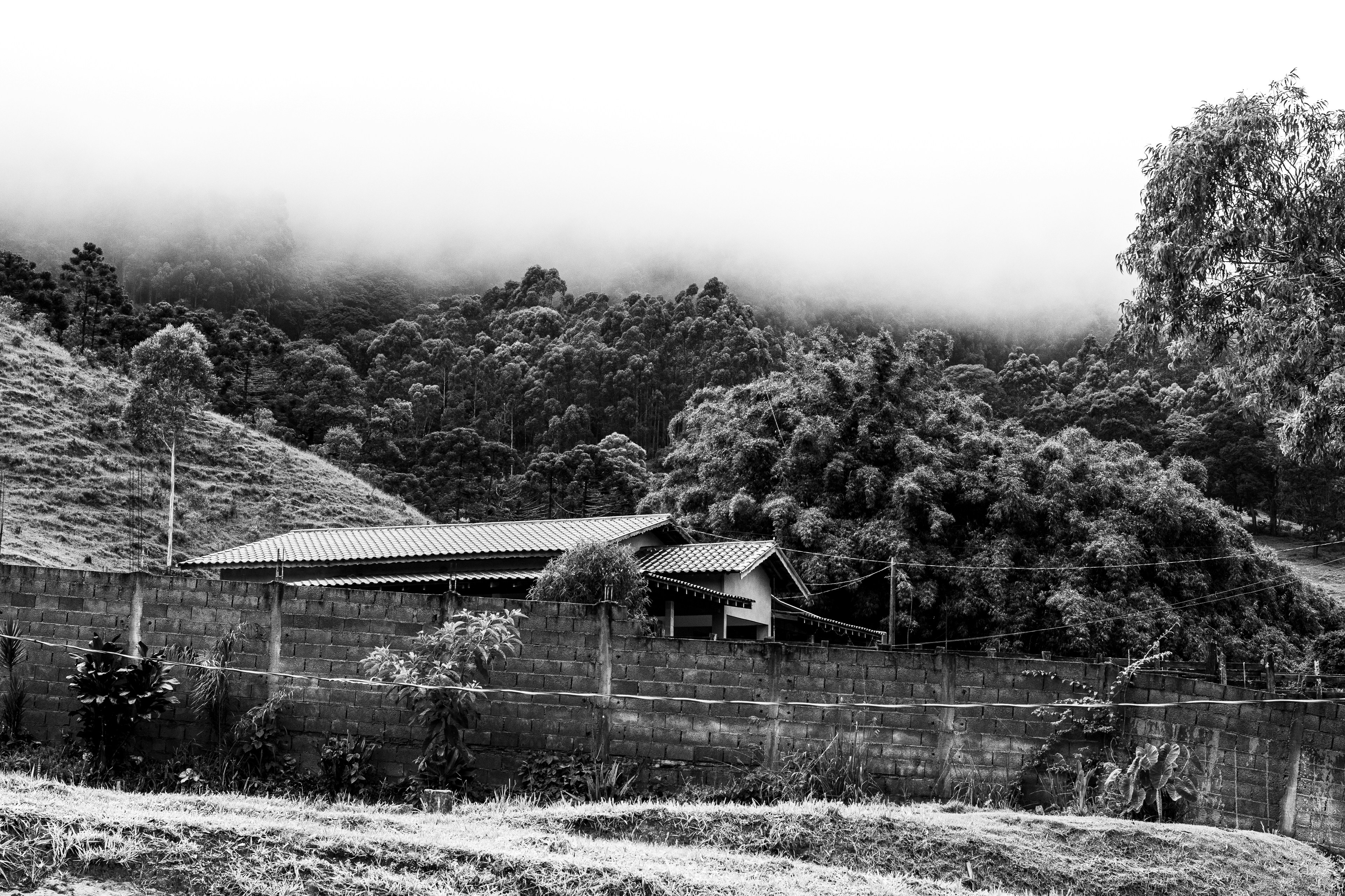 Fog-Laced Terrace: A Quiet Farmstead Beneath Clouded Pines