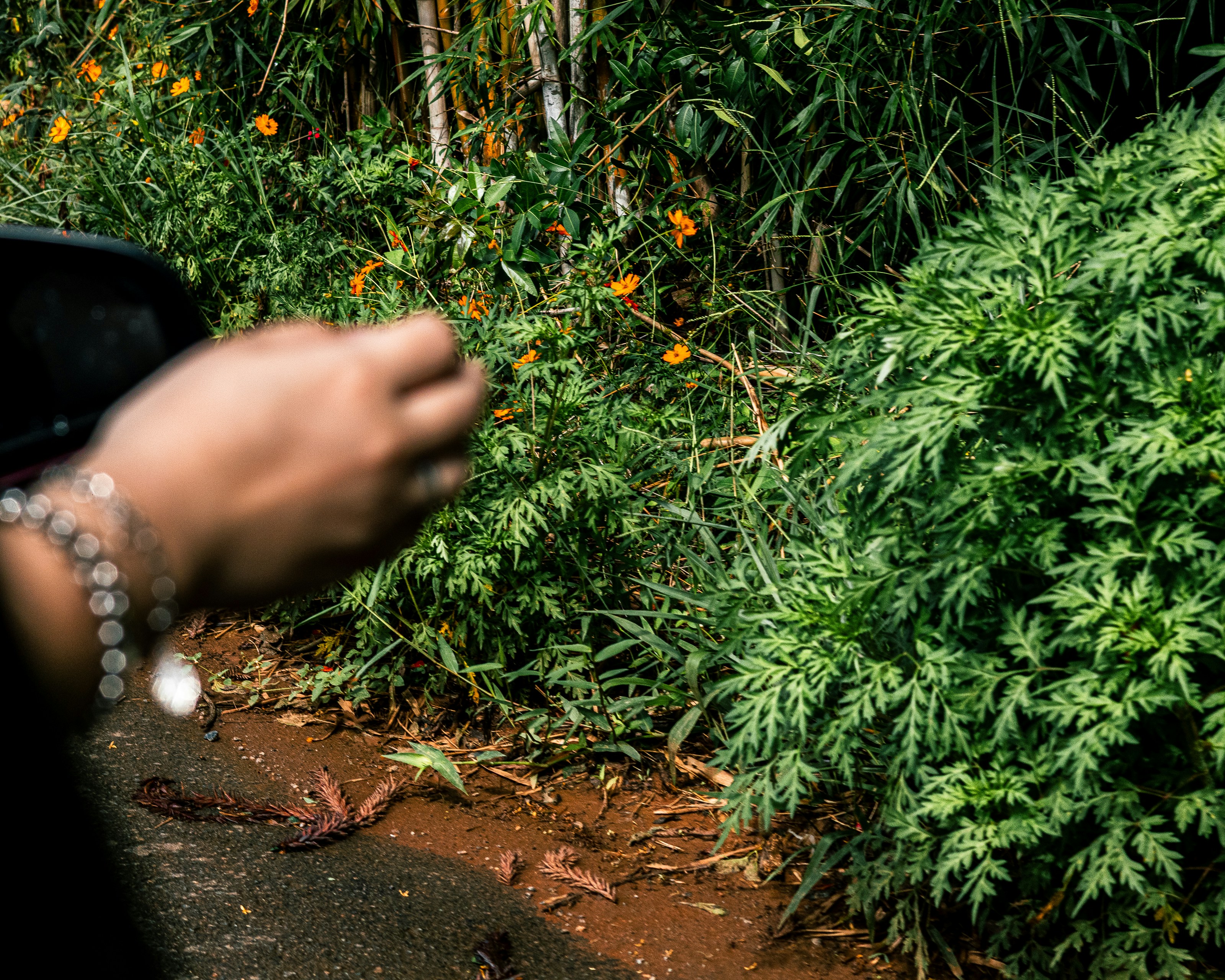 Gardener’s Gaze: Portrait of a Moment Beside the Ferns