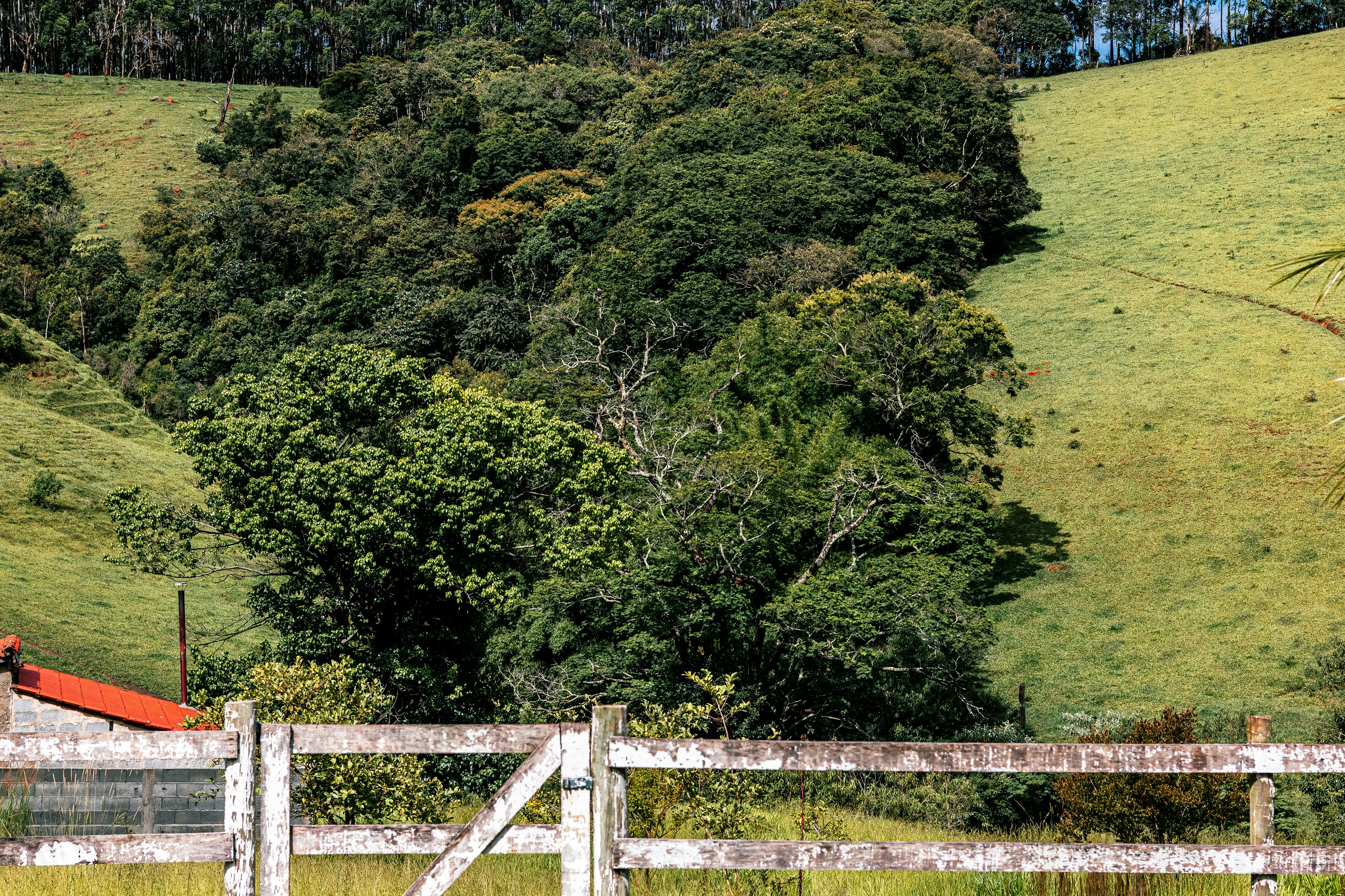Pasture, Fence, and Distant Trees under a Sunny Hill