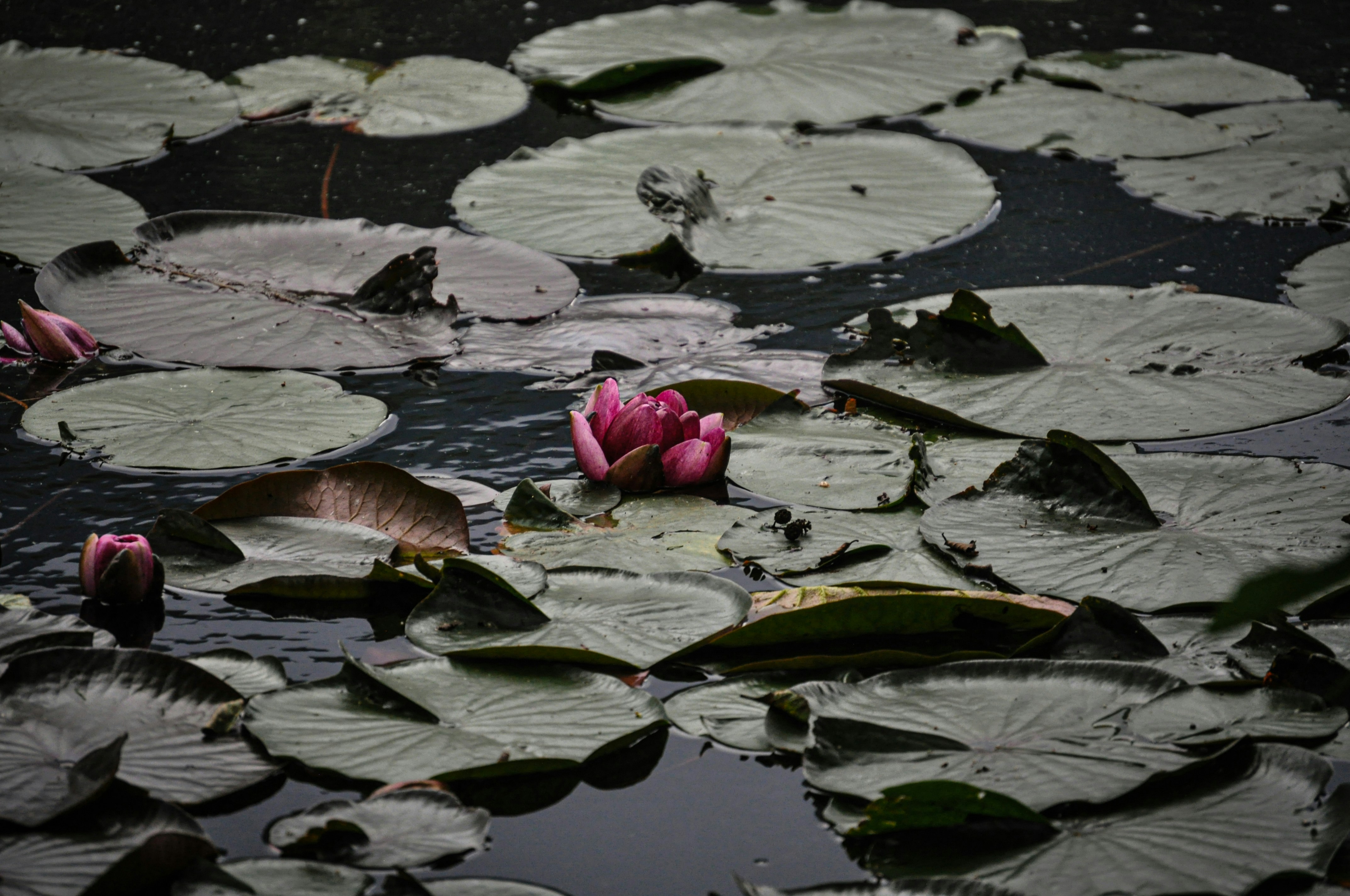 Pink Water Lily Hidden Between Shadows