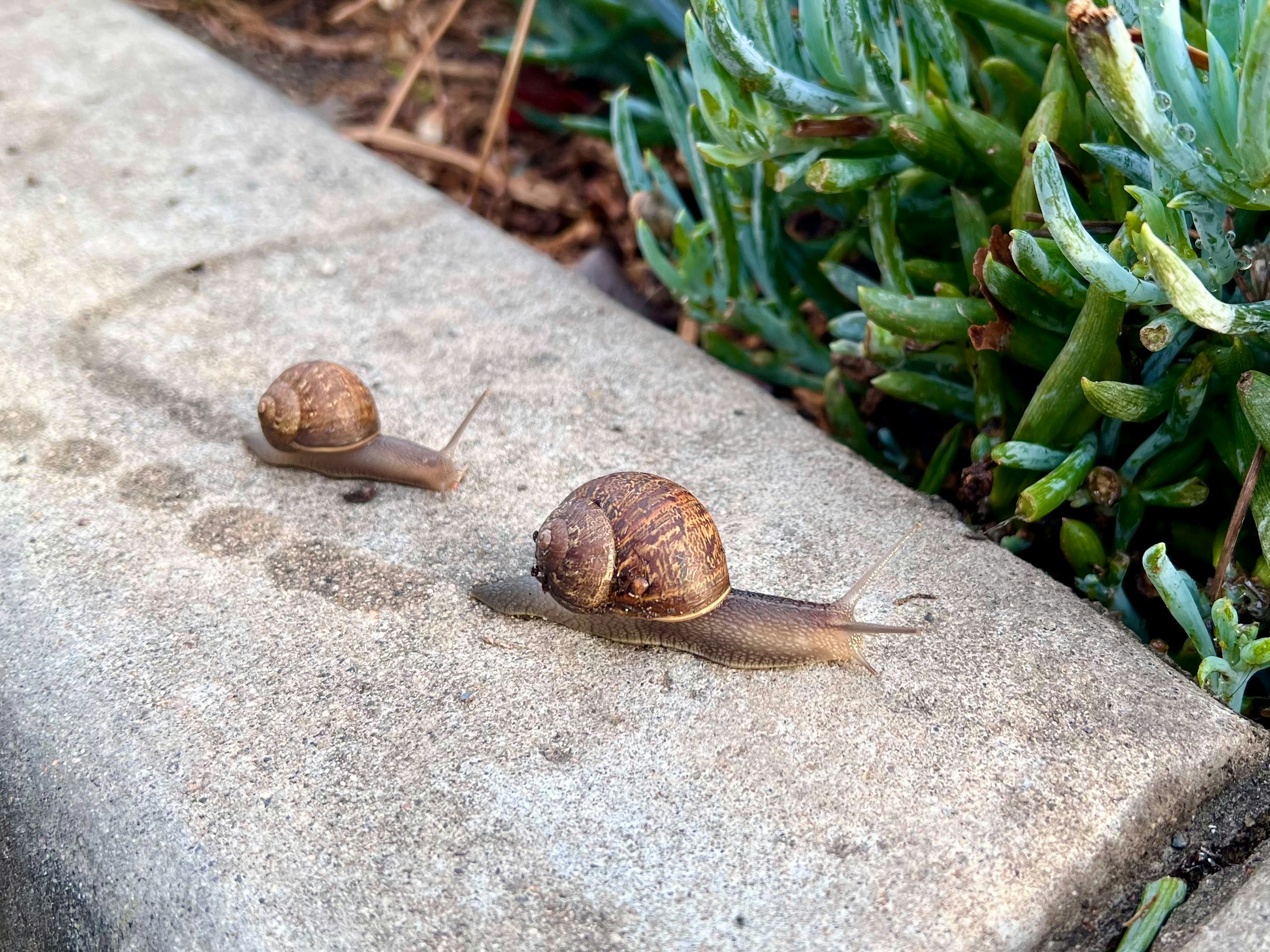 Two Woodland Sliders on a Concrete Lip
