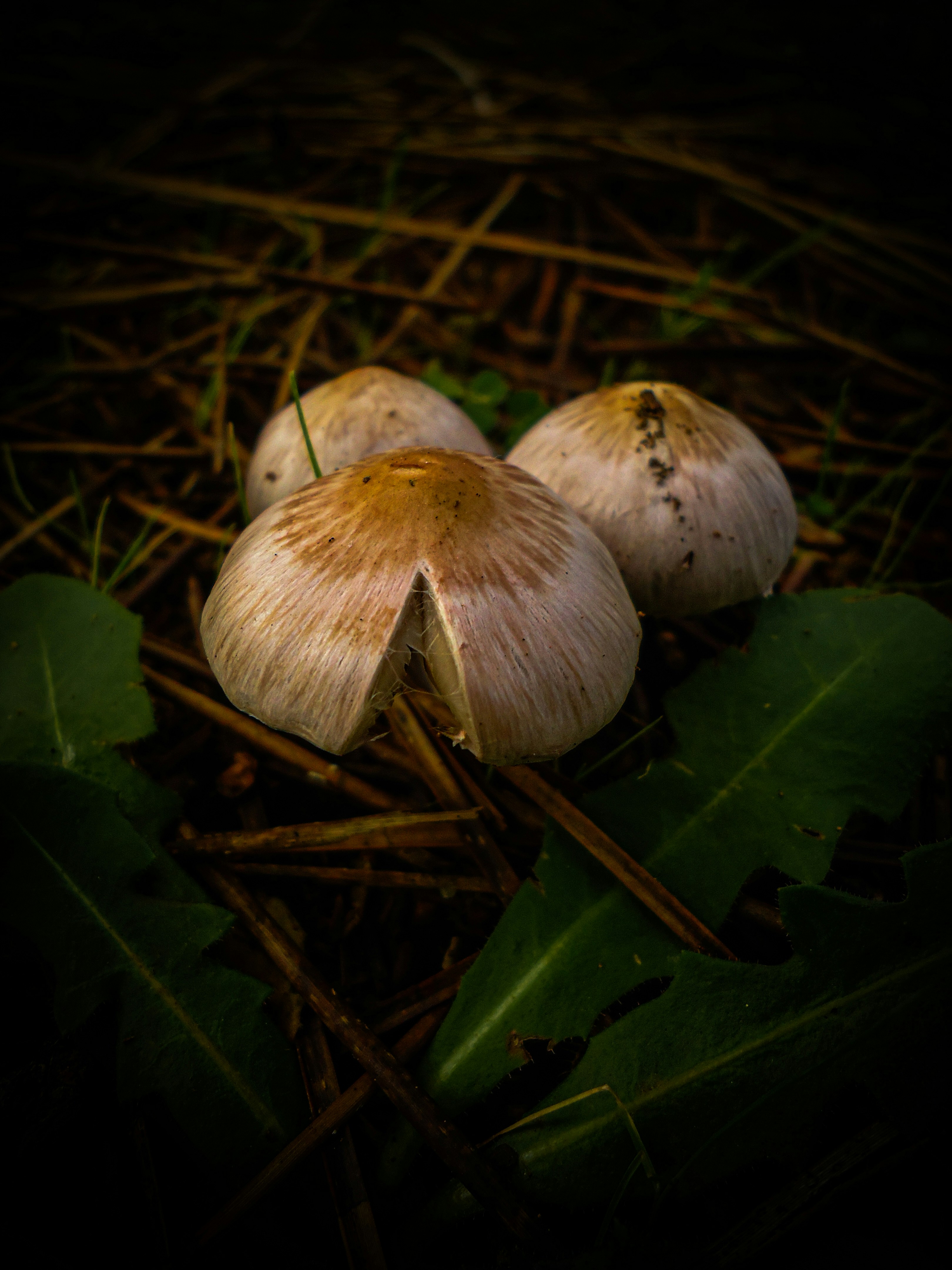 Three mushrooms growing among leaves and twigs