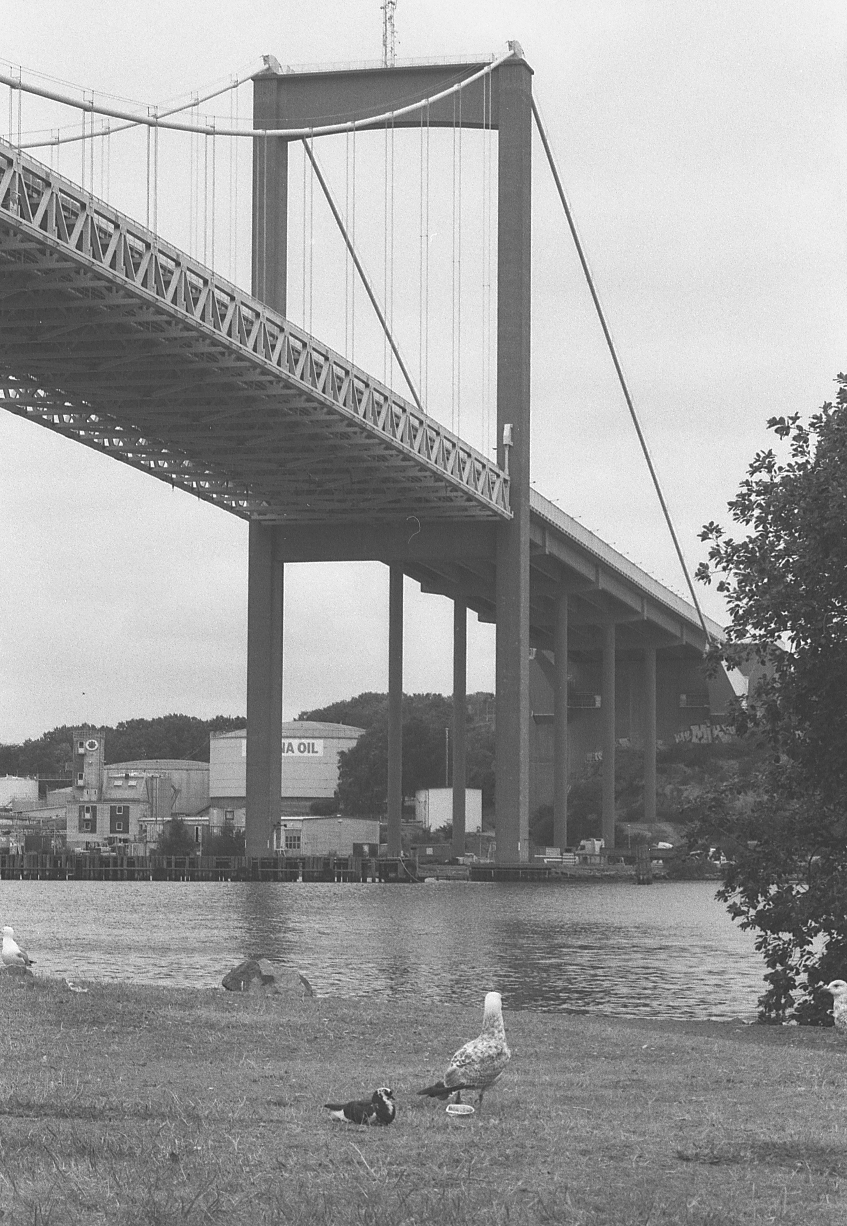 Suspended Span Over Water: A Quiet Riverside Scene Under a Large Bridge