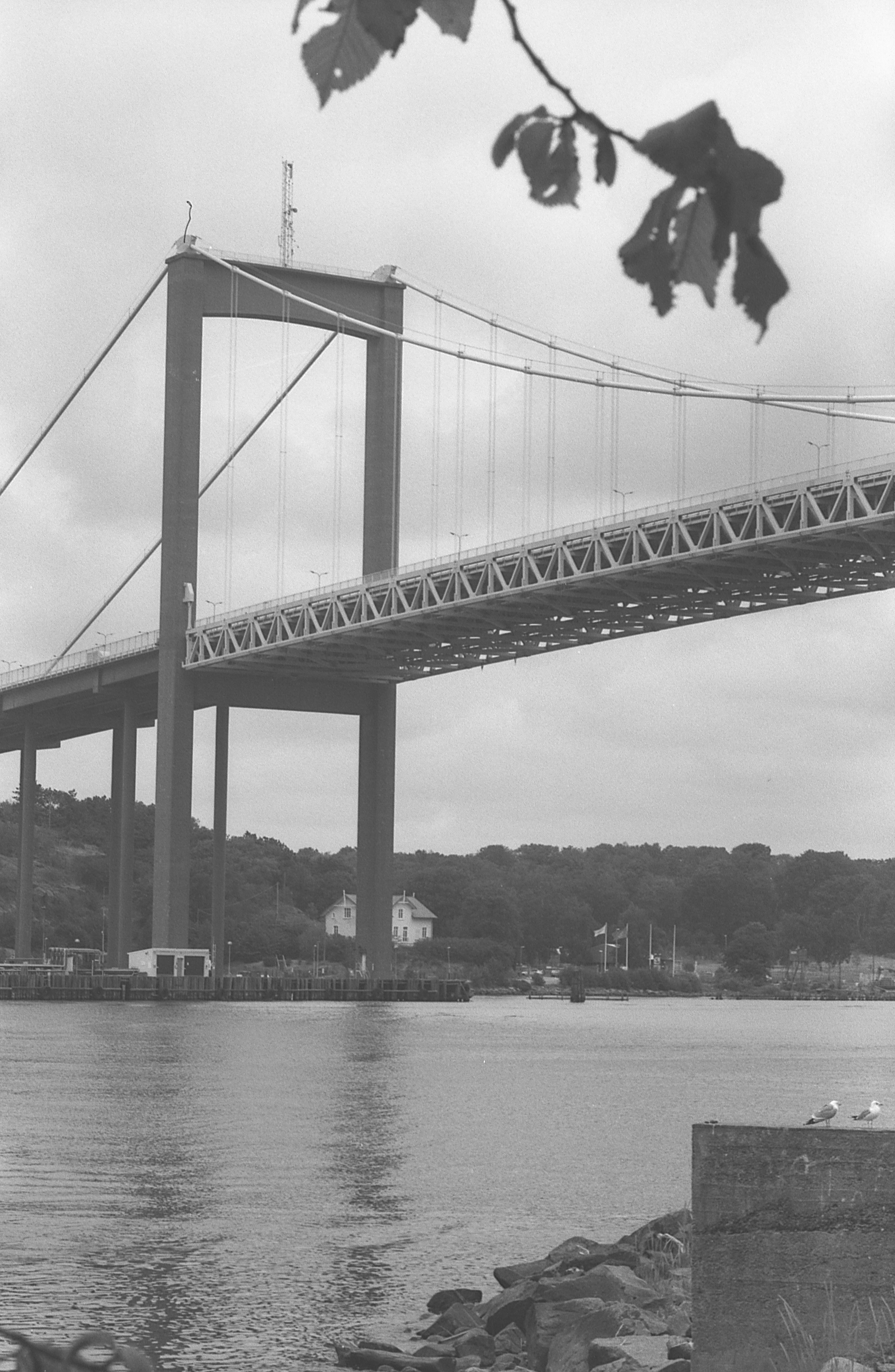 Suspension bridge over water with trees and buildings.