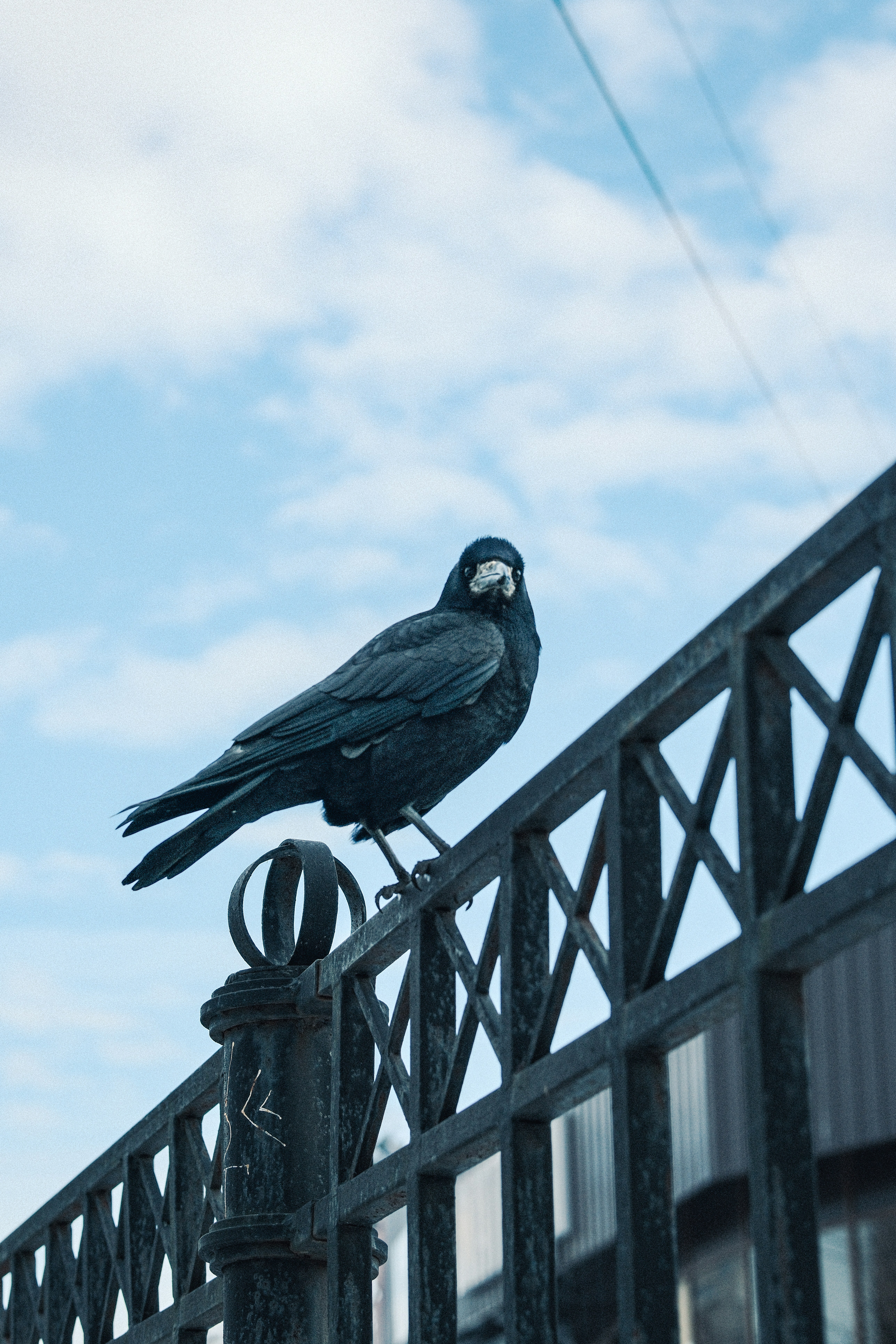 Raven on a wrought-iron ledge under a pale blue sky