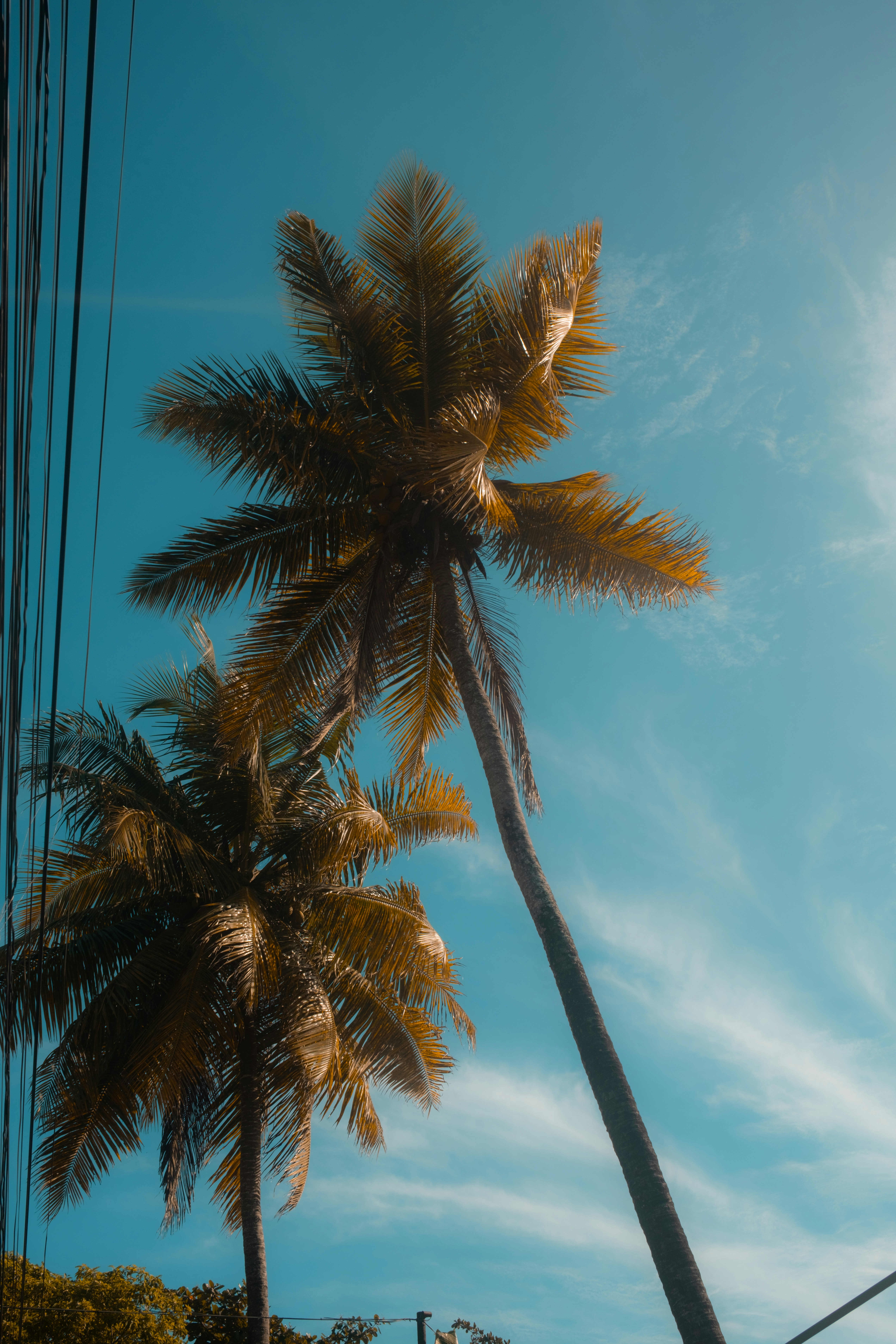 Sunlit Palm Cathedral under a Clear Coastal Sky