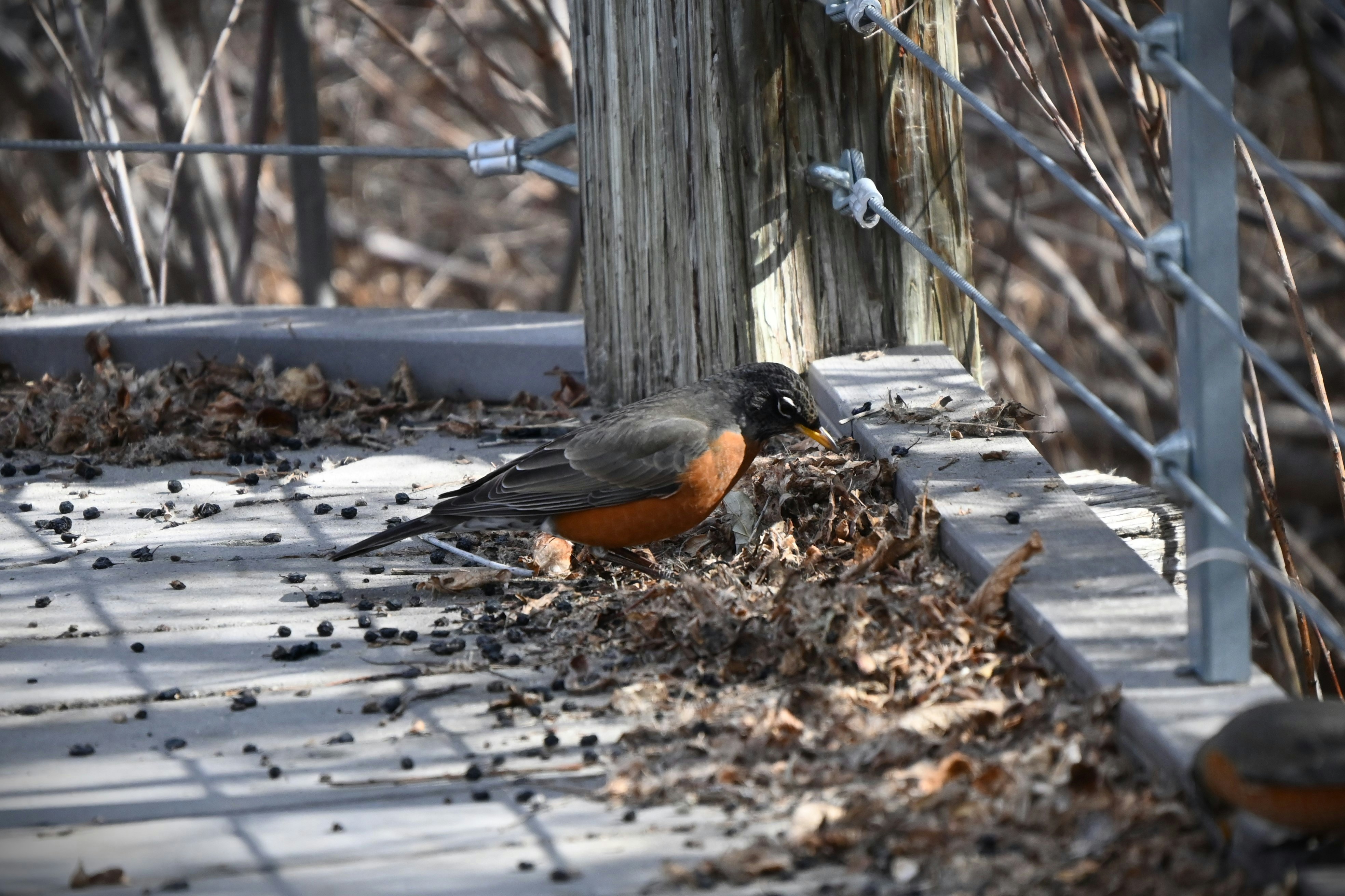 Rusty-breasted Robin Picks Through the Leaf Litter on a Weathered Fence