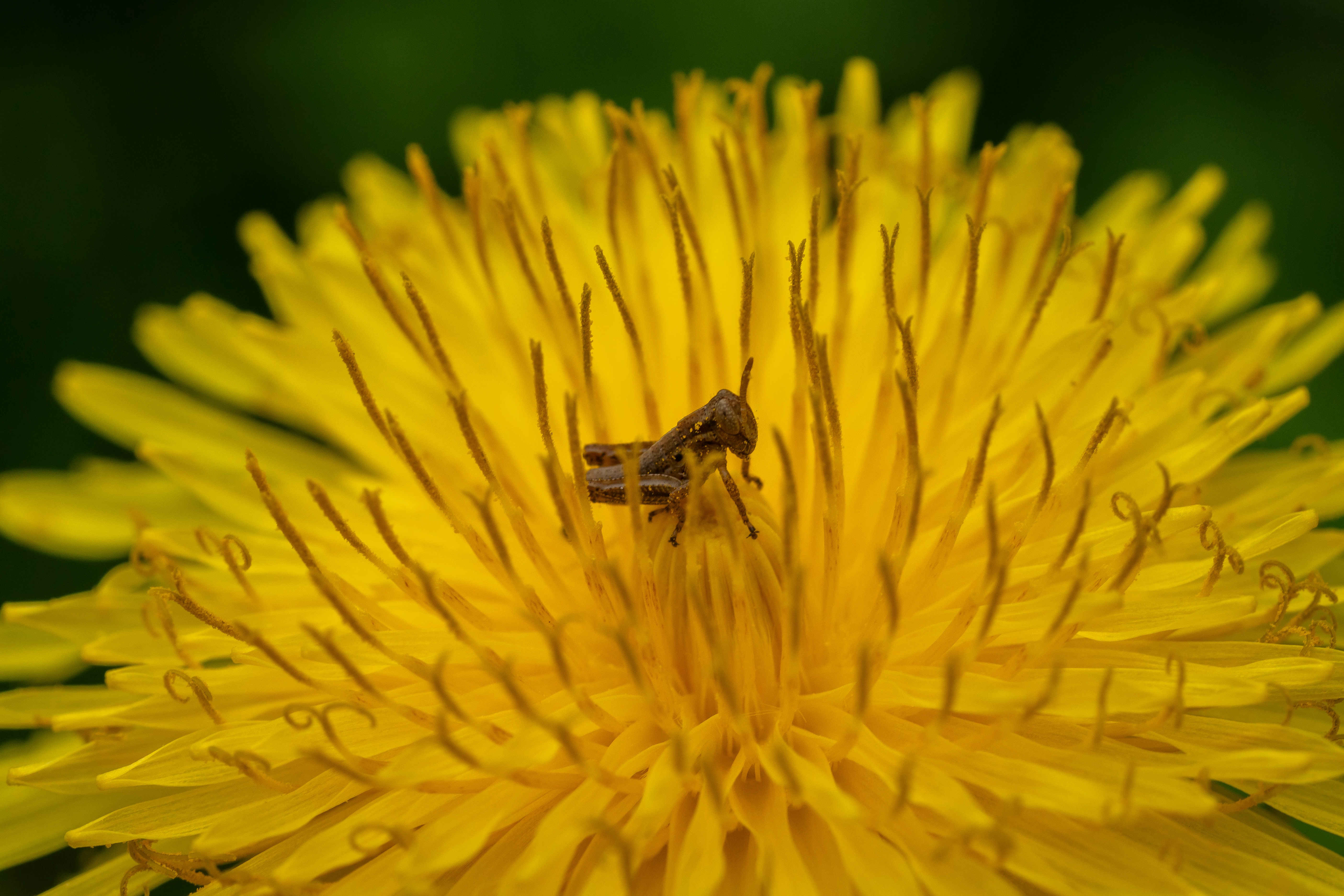 Tiny frog on a sunlit yellow blossom