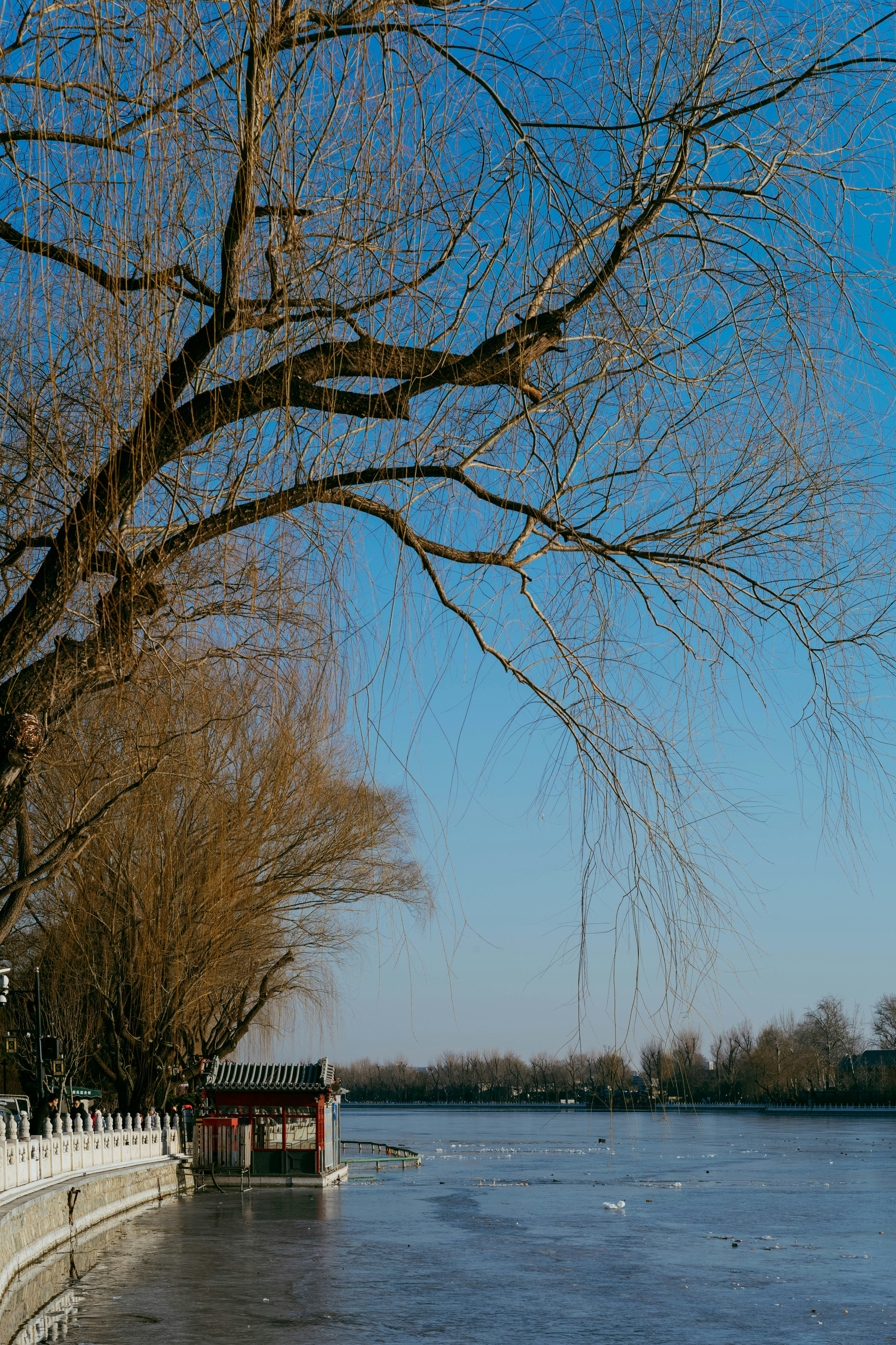 Bare tree branches overhang a frozen lake with a pavilion. photo – Free ...