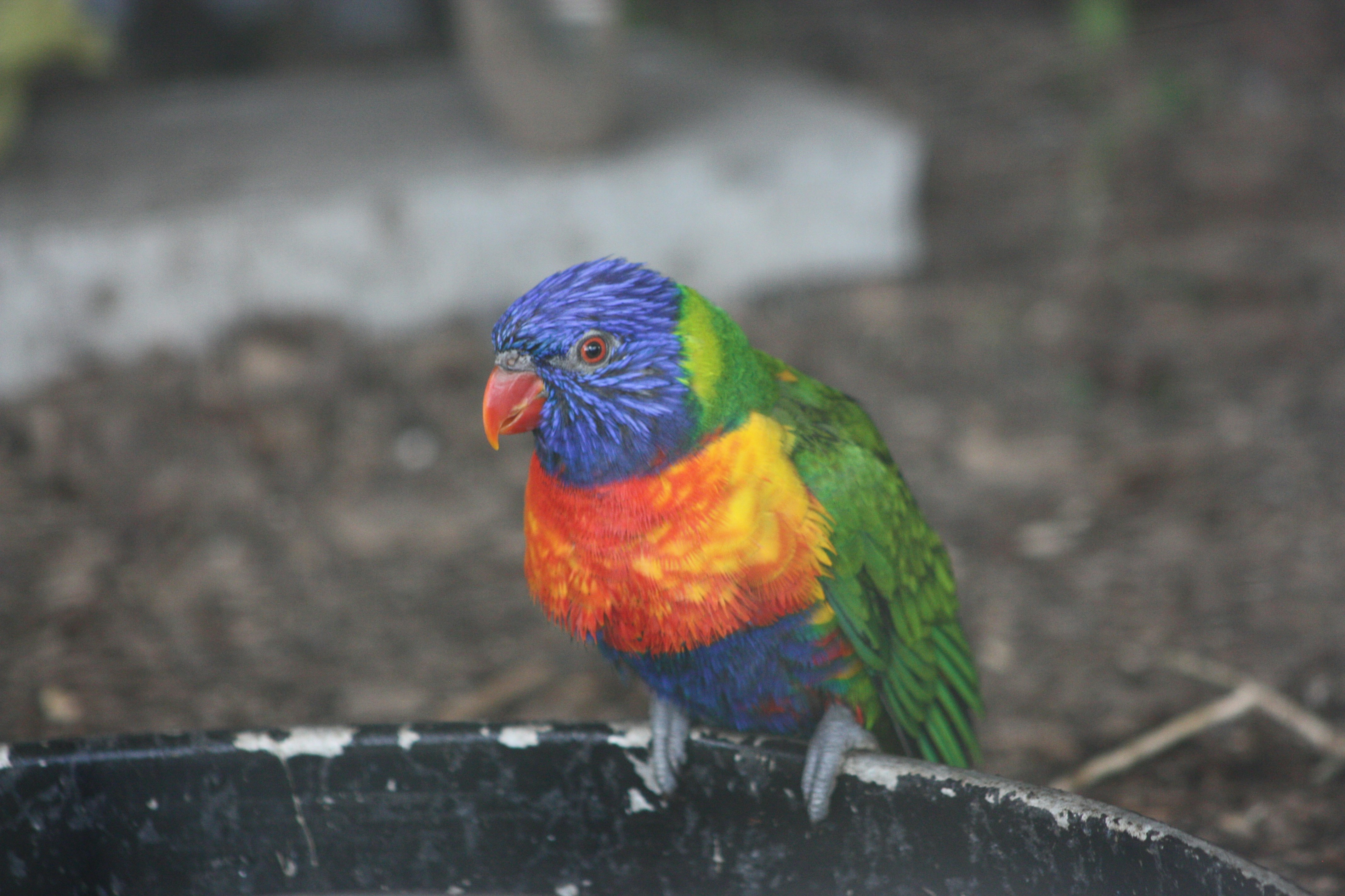 Colorful Lorikeet Perched at the Edge of a Feeding Tray