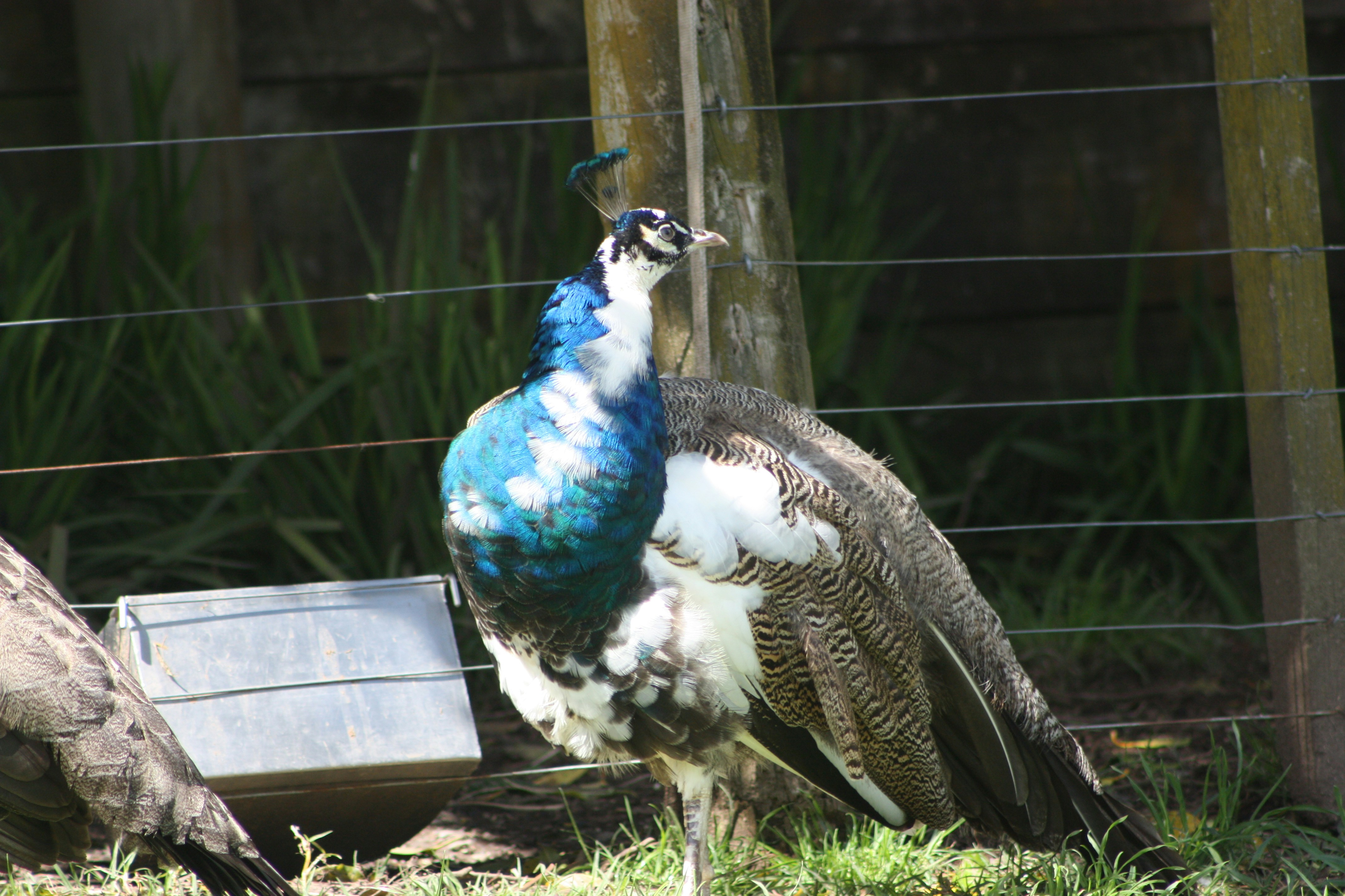 Peacock at pasture edge: cobalt plumage and ruffled feathers near a weathered fence