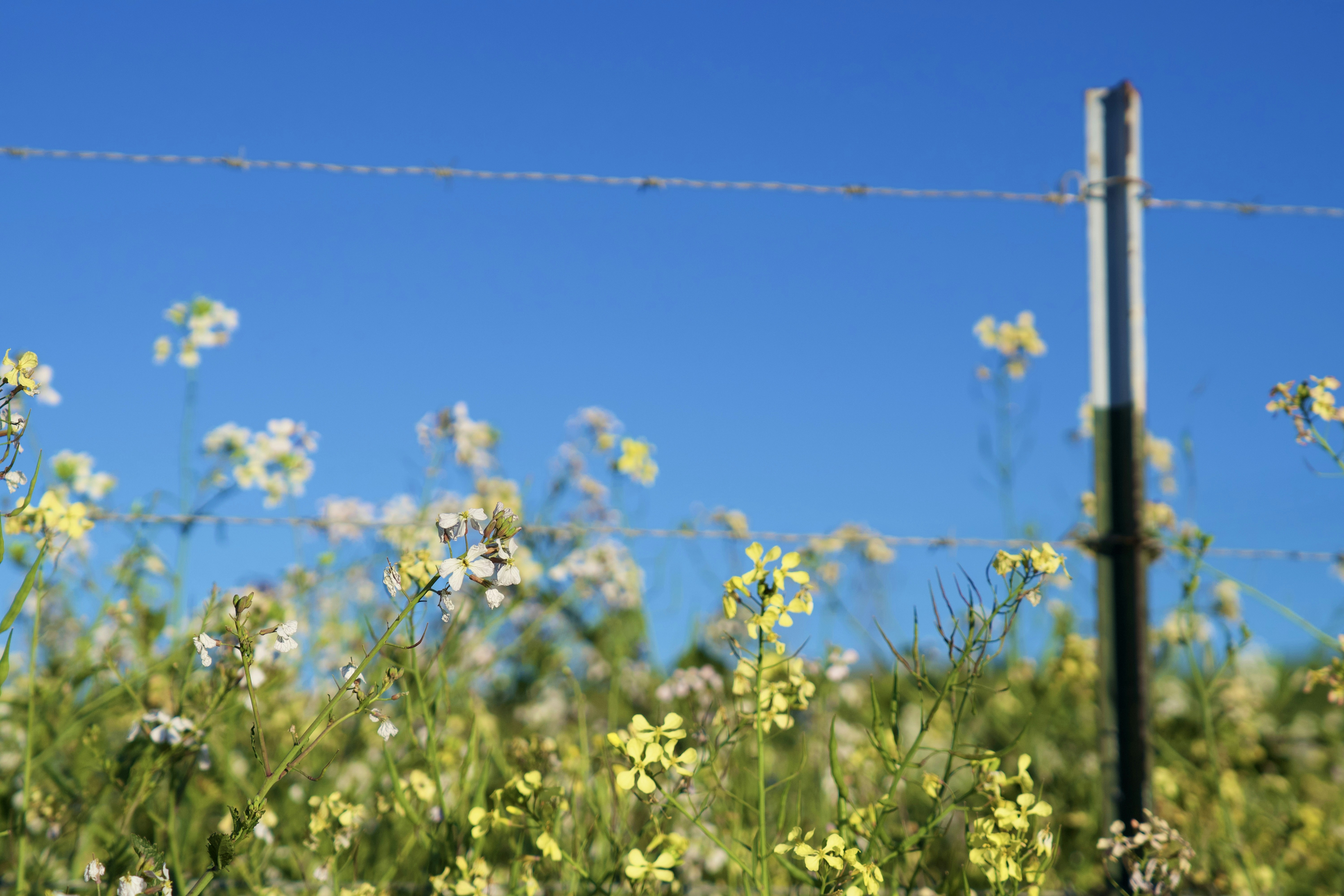 Barrier in Bloom: Yellow Flowers Backlit by Clear Sky