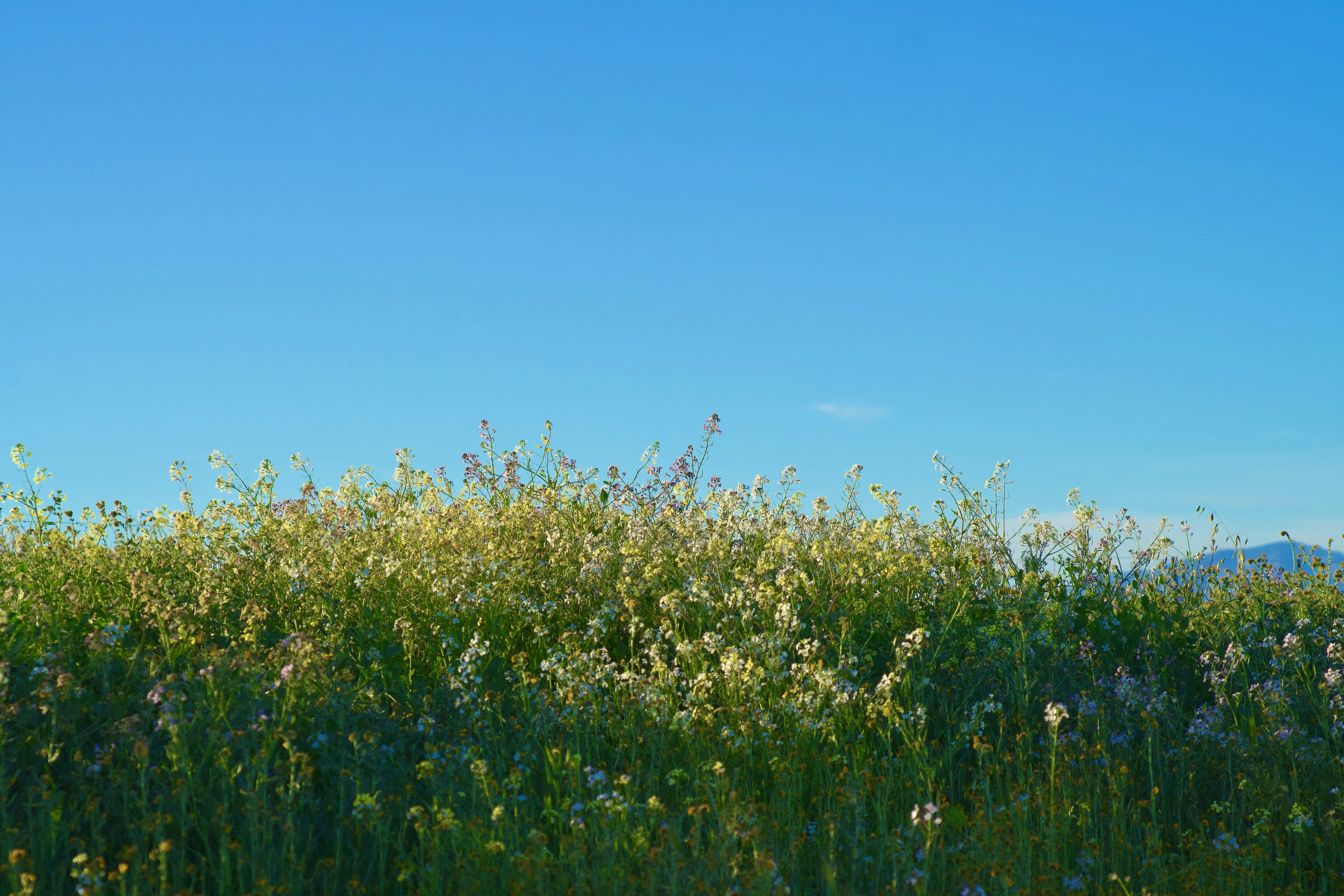 Sunlit Field of Wildflowers Under a Pristine Sky