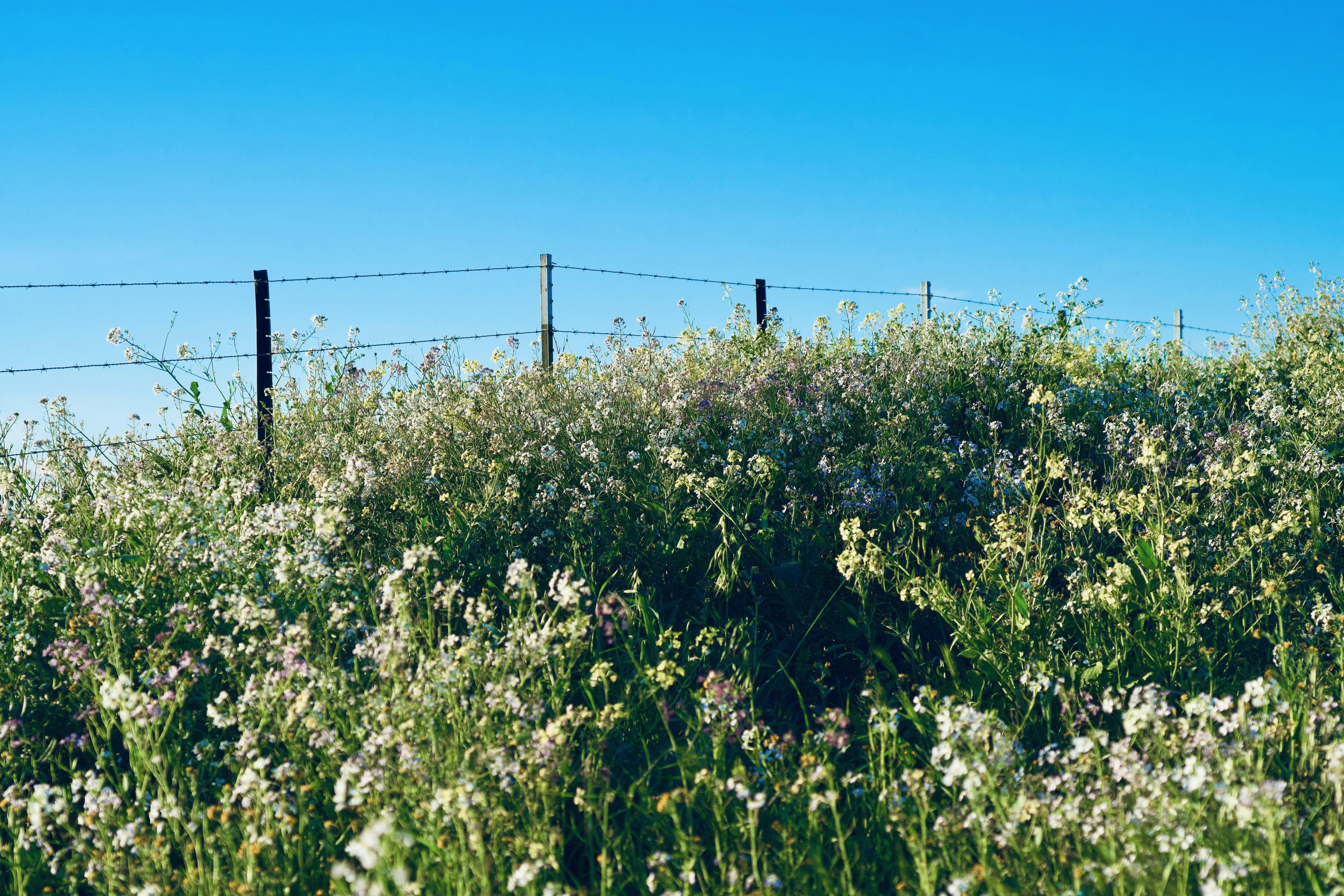 Wildflowers bloom against a clear blue sky