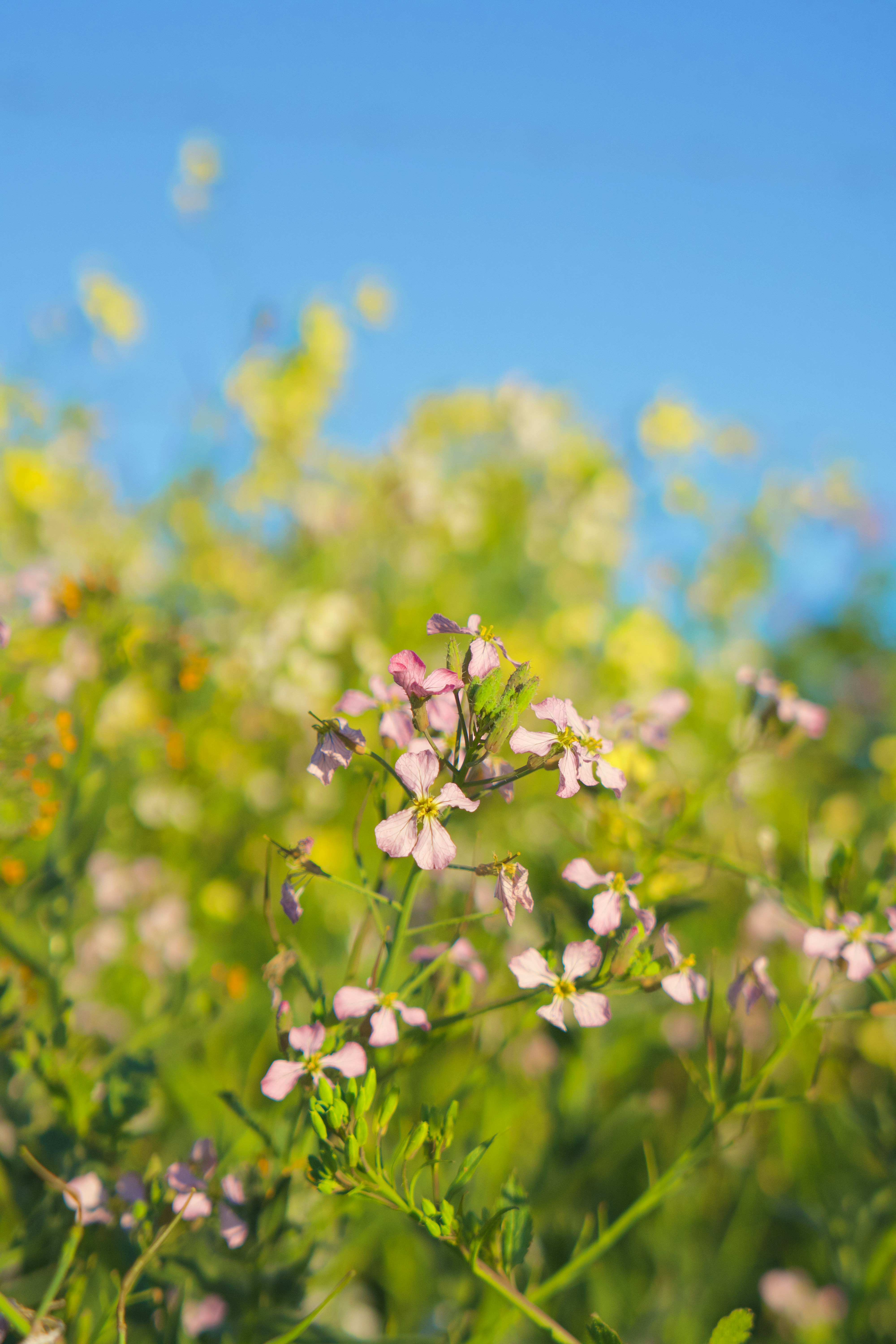 Pink blooms in a sunlit field with a blurred blue sky backdrop