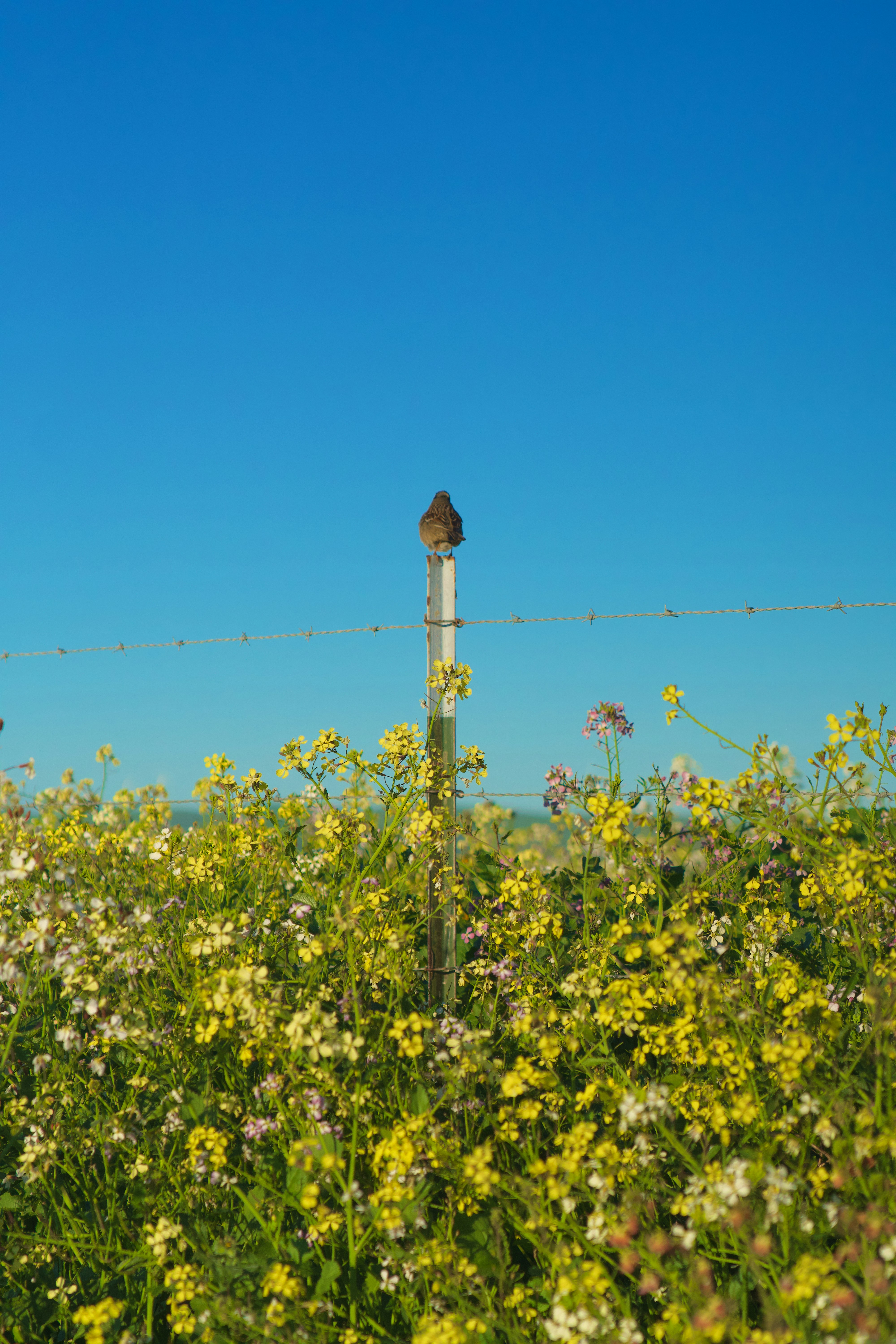 Fence Post and Field of Yellow Blooms Under a Clear Sky